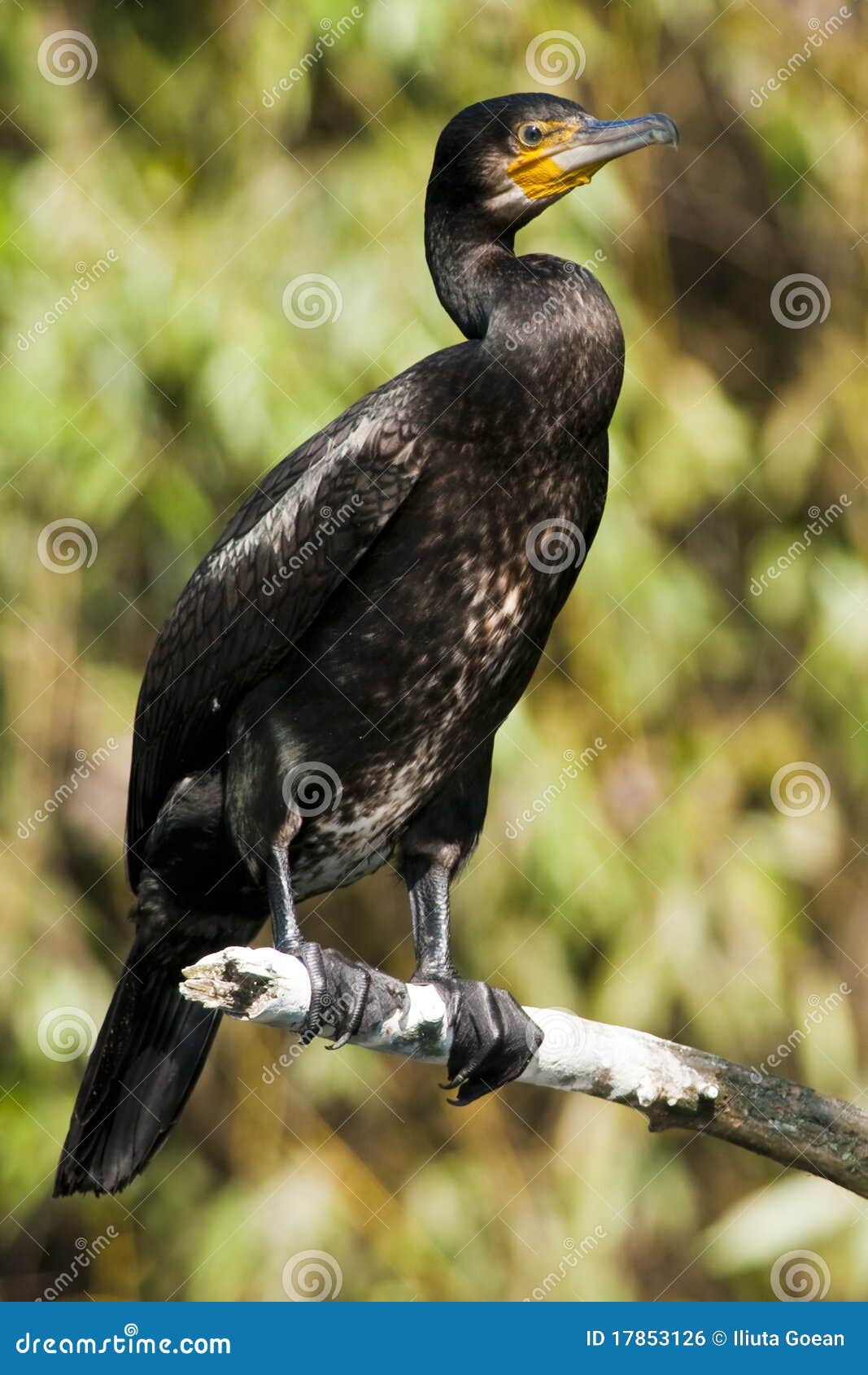 Great Cormorant stock photo. Image of bird, birdwatching - 17853126