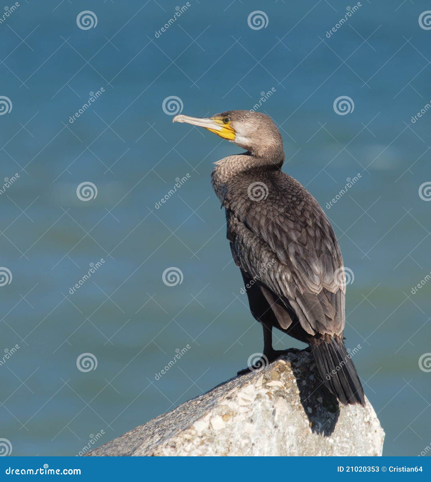 Great Cormorant stock image. Image of cormorant, tail - 21020353