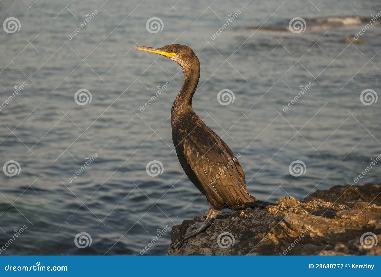 Great Cormorant stock photo. Image of beach, coast, holiday - 28680772