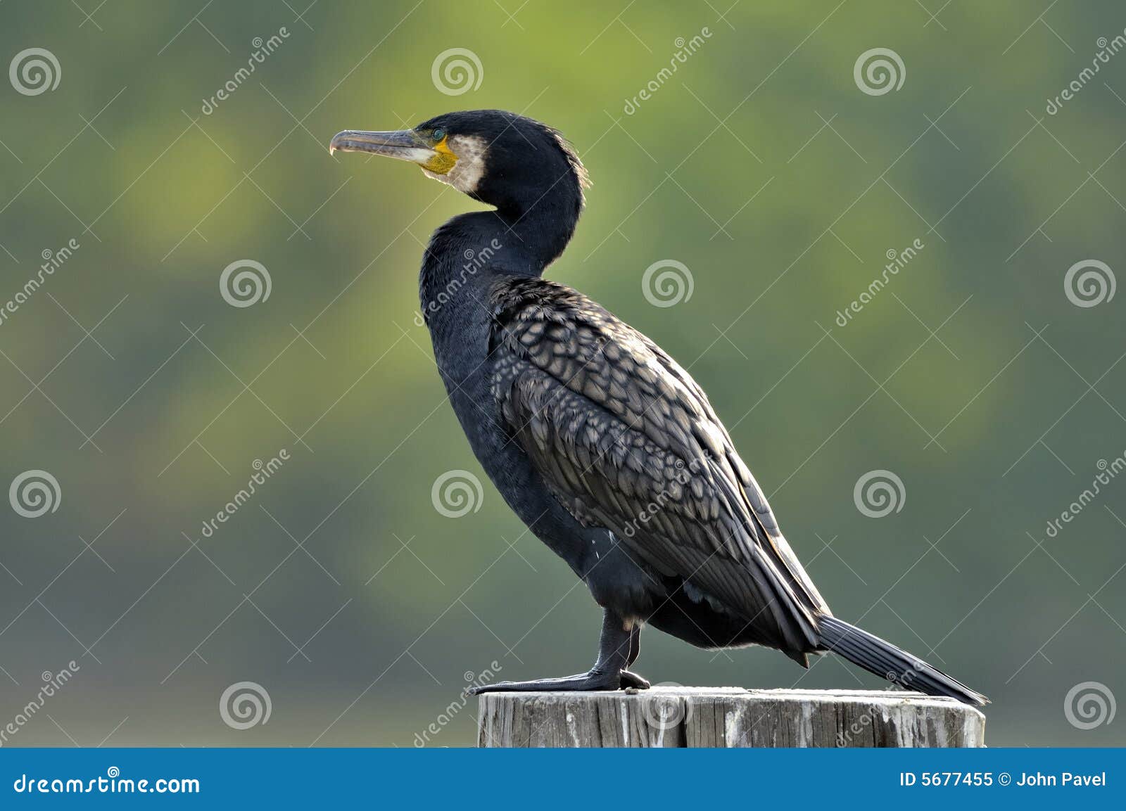 Cormorant Stock Photo | CartoonDealer.com #184430718