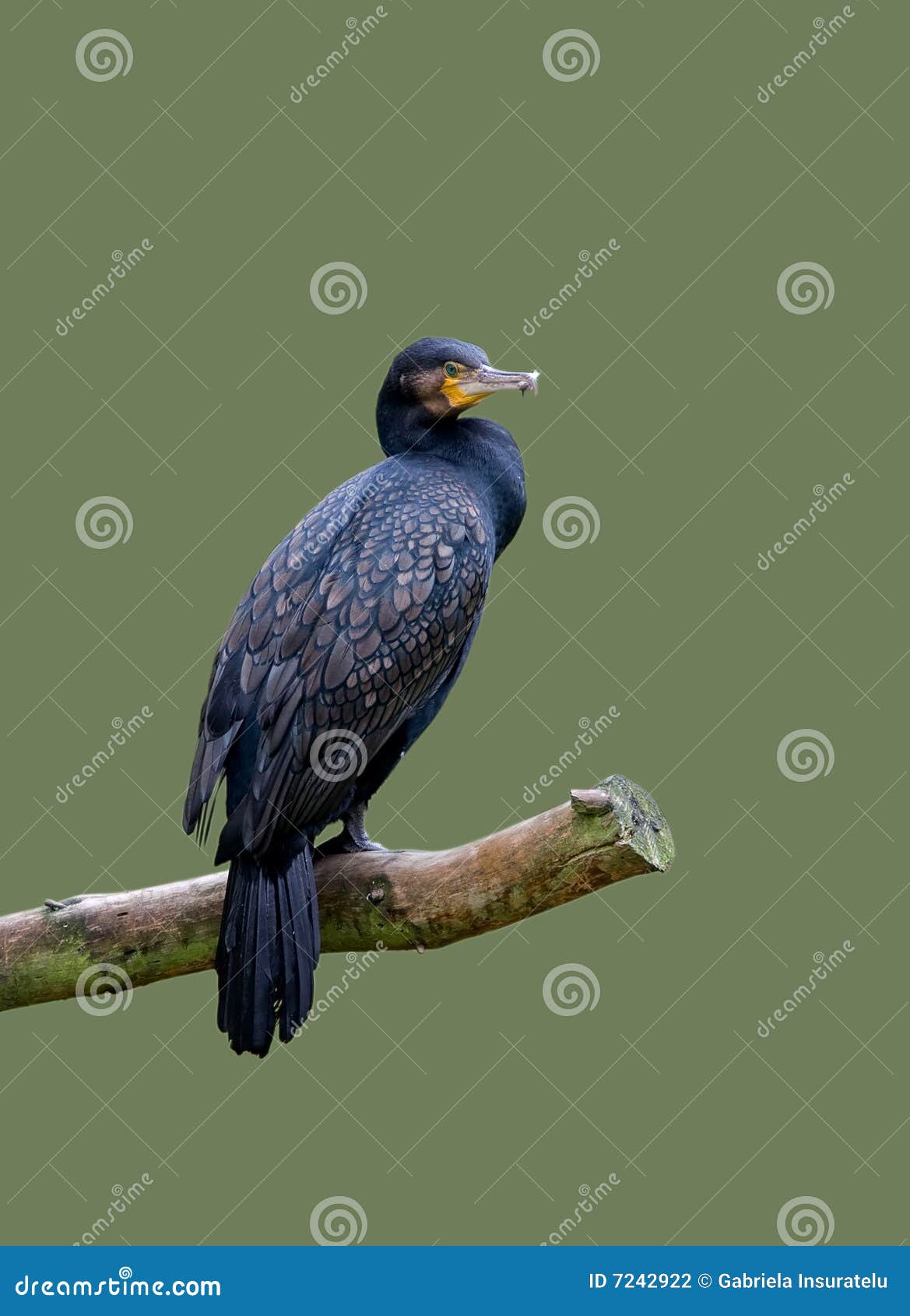 Great cormorant stock photo. Image of great, bird, seabird - 7242922