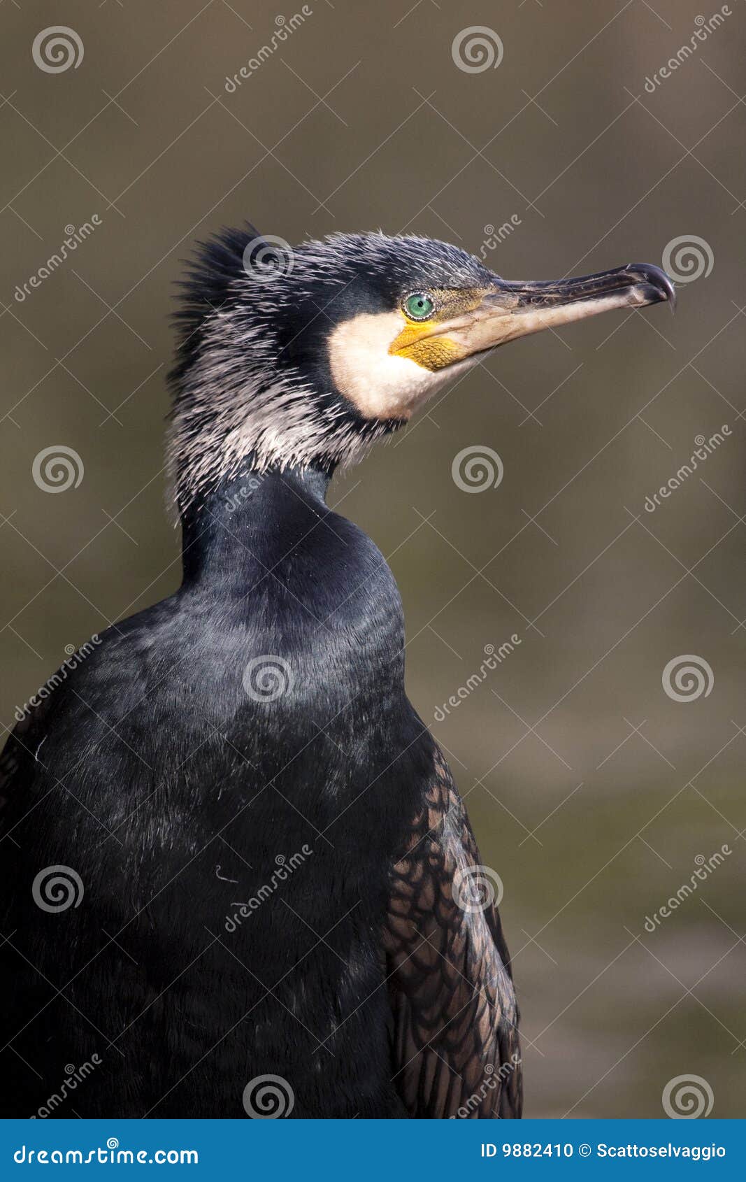 The Great Cormorant stock photo. Image of feathers, fish - 9882410