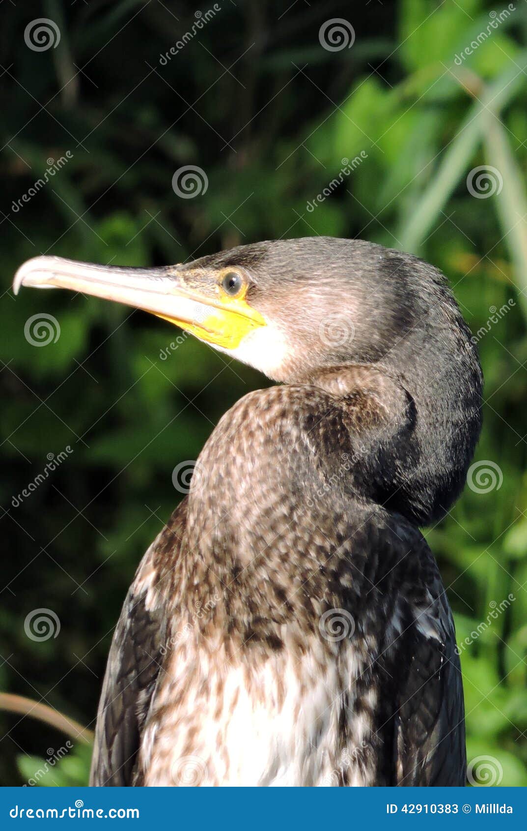 Great Cormorant Bird Portrait Stock Image - Image of beautiful, bill ...