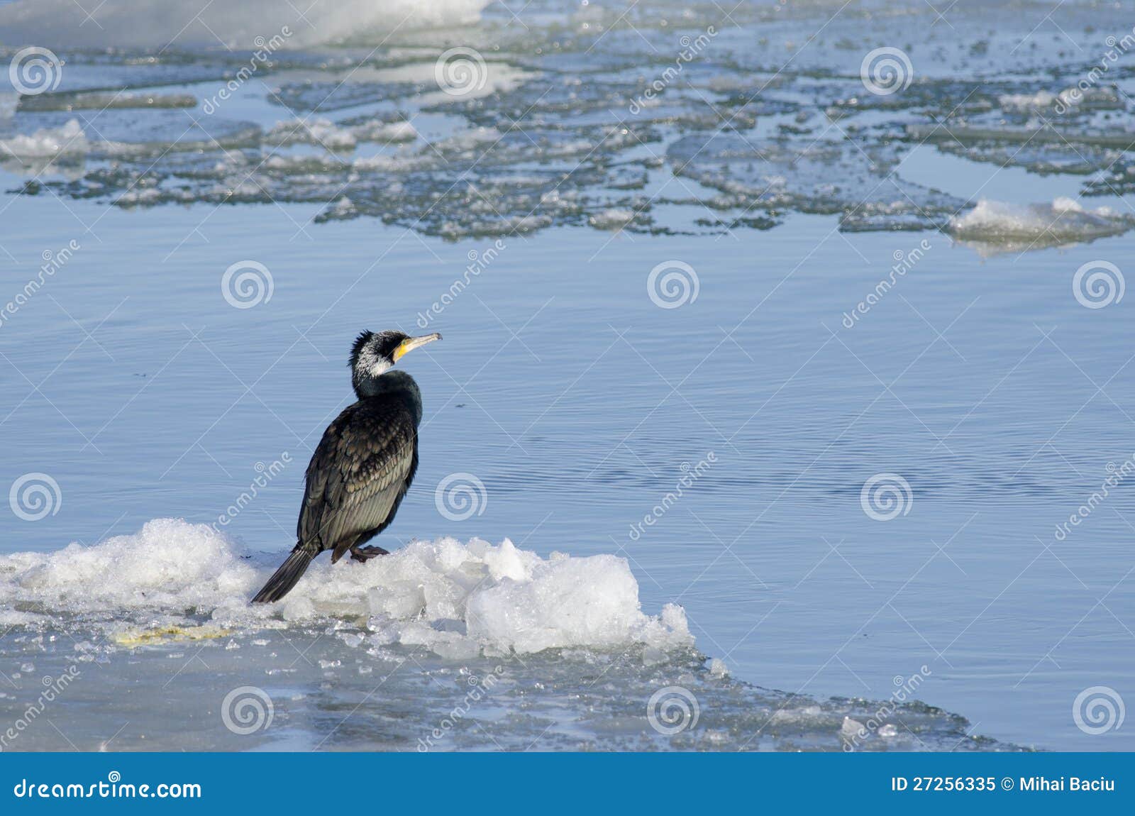 Great Cormorant/Black Shag stock image. Image of marsh - 27256335
