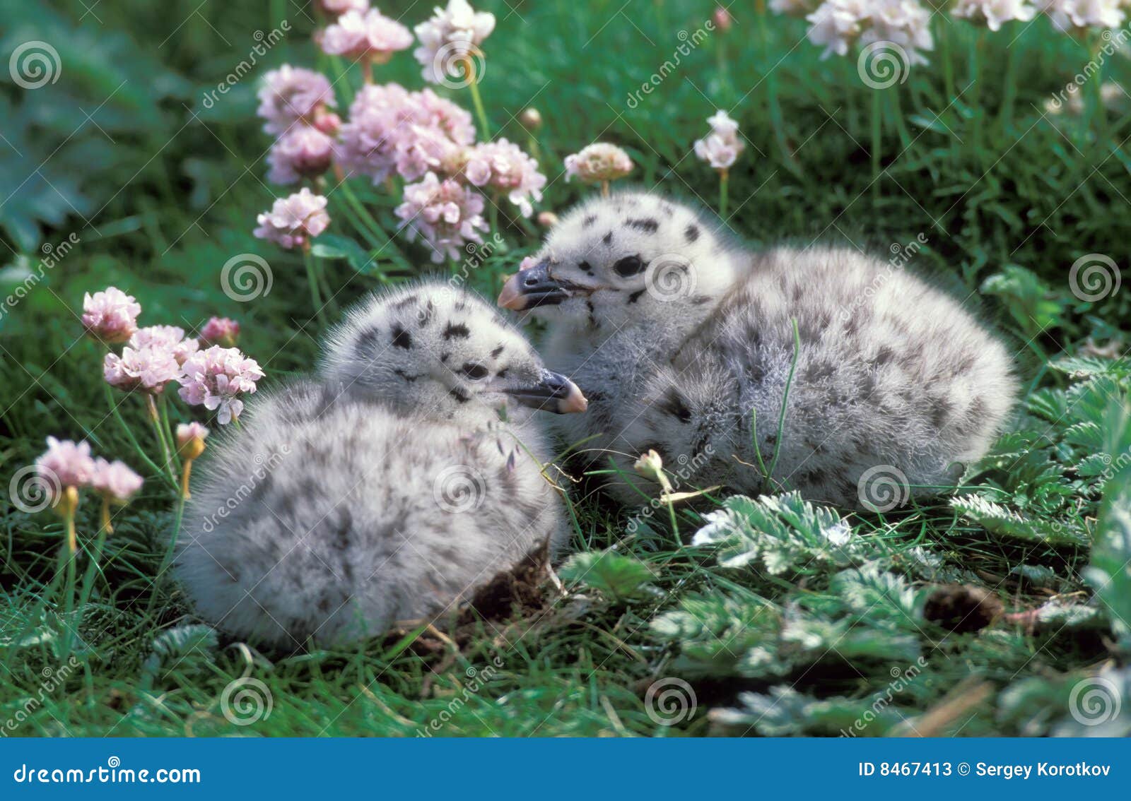 Great cormorant chicks stock image. Image of bird, bent - 8467413