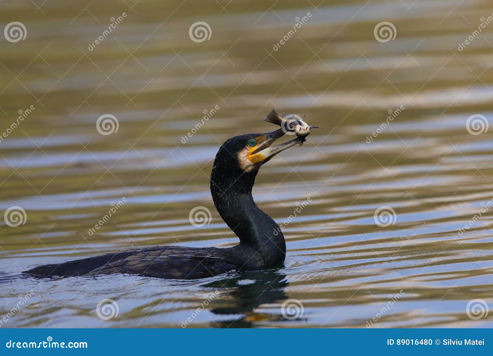 Great Cormorant Eat a Large Fish Stock Photo - Image of wildlife, mouth ...