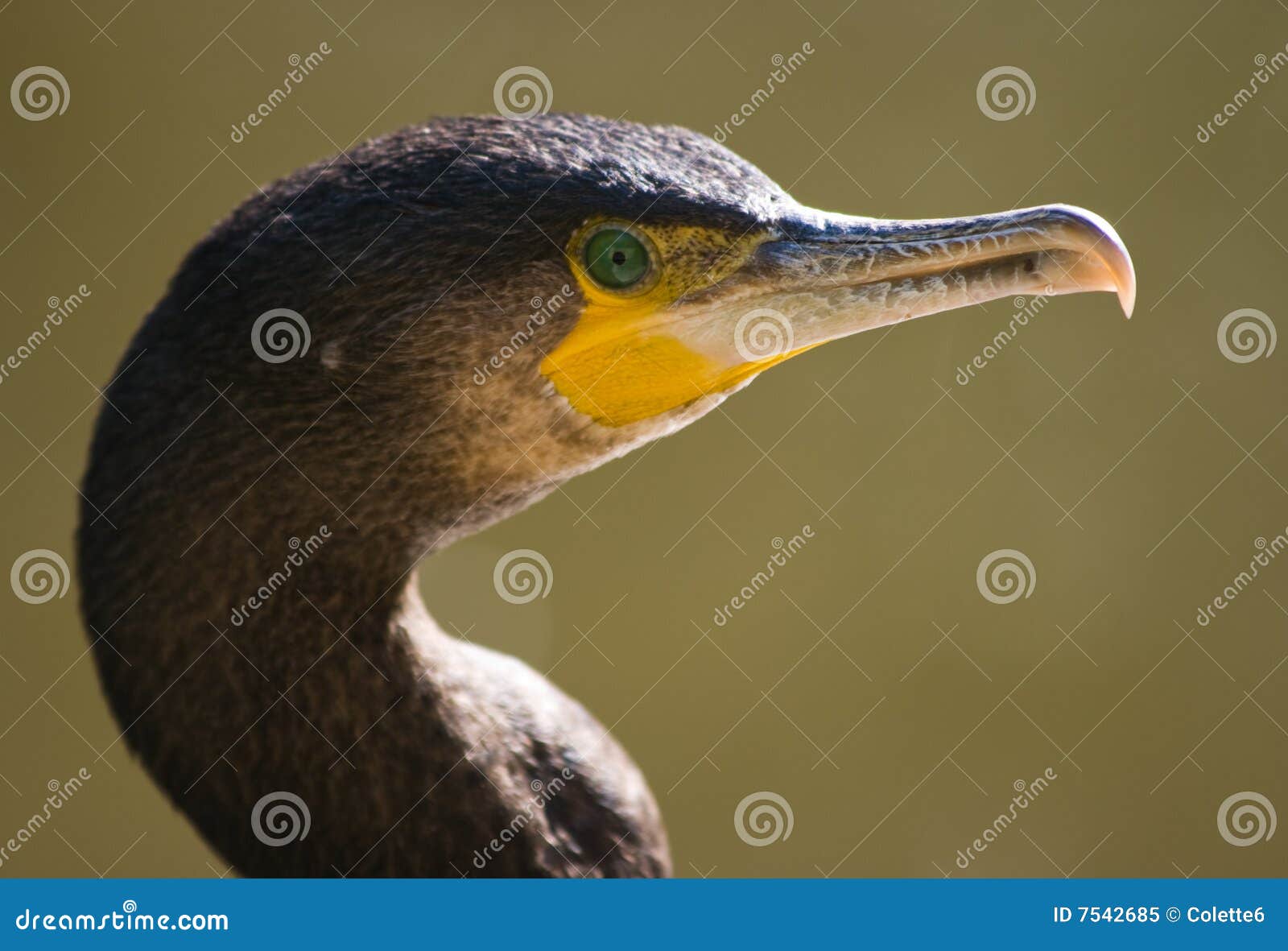 Great cormorant looking stock image. Image of neck, waterfowl - 7542685