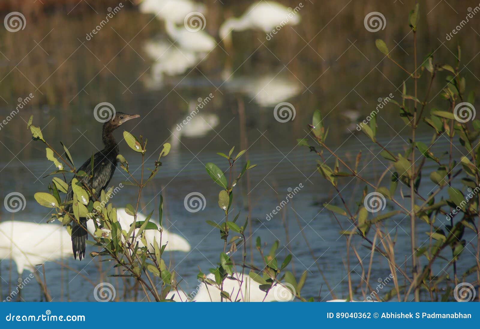 Great Cormorant stock photo. Image of lake, bird, perching - 89040362