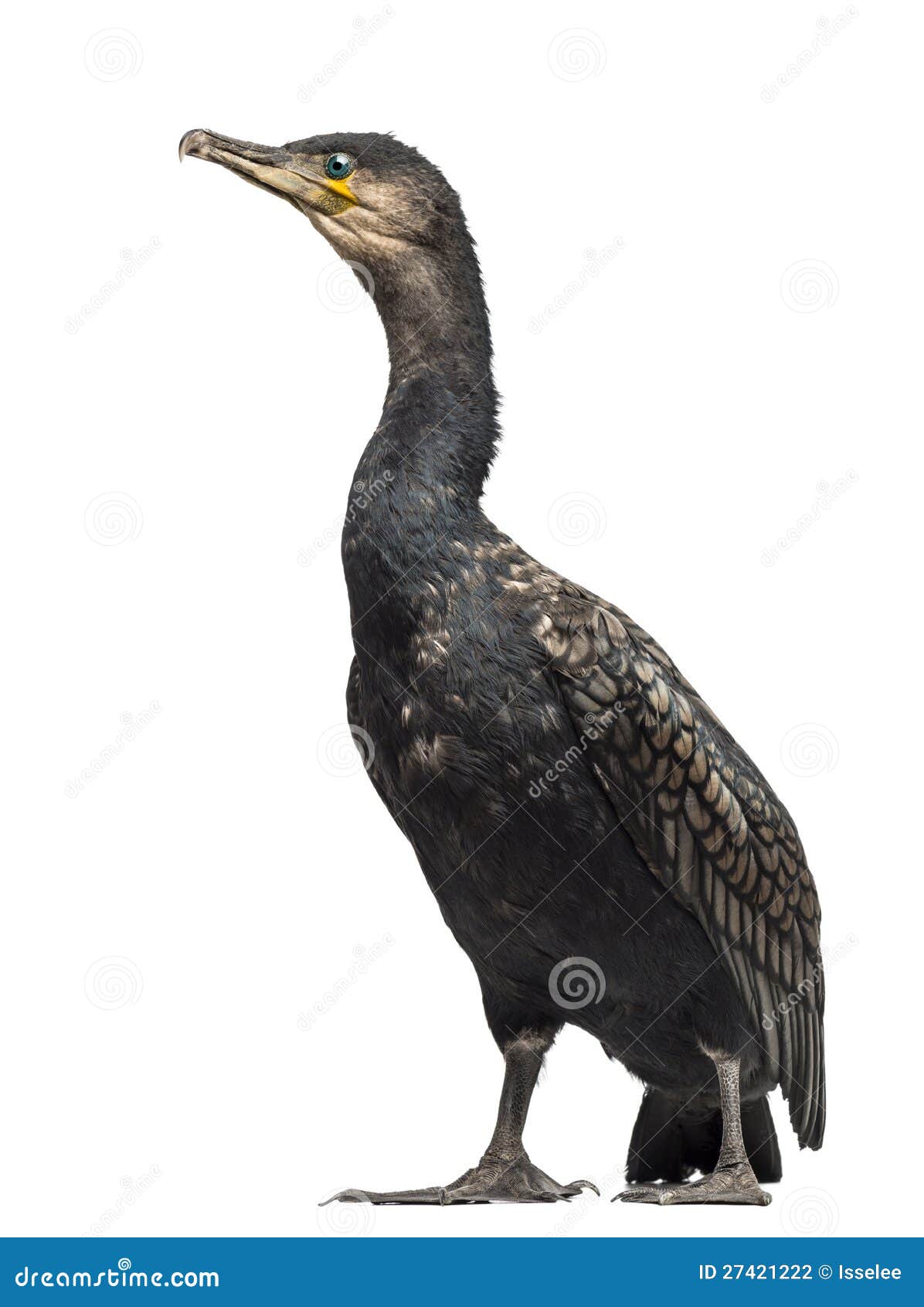 Great Cormorant, Phalacrocorax Carbo Stock Photo - Image of animal ...
