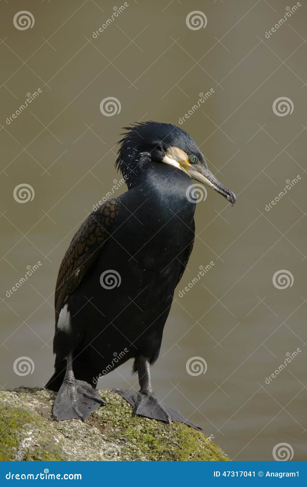 Great Cormorant stock image. Image of colour, black, bird - 47317041