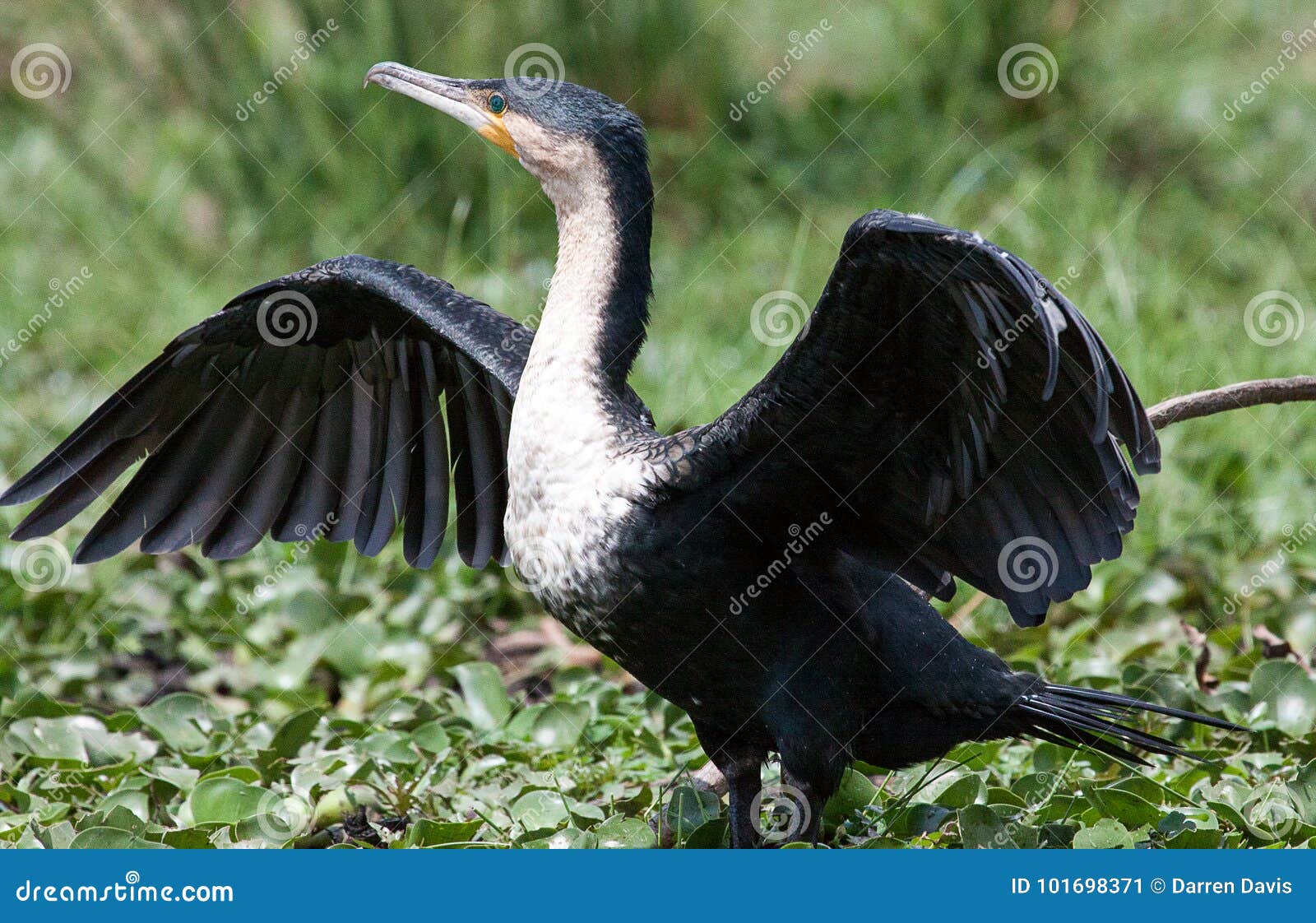 Great Cormorant with Wings Spread Stock Image - Image of wetland, bird ...