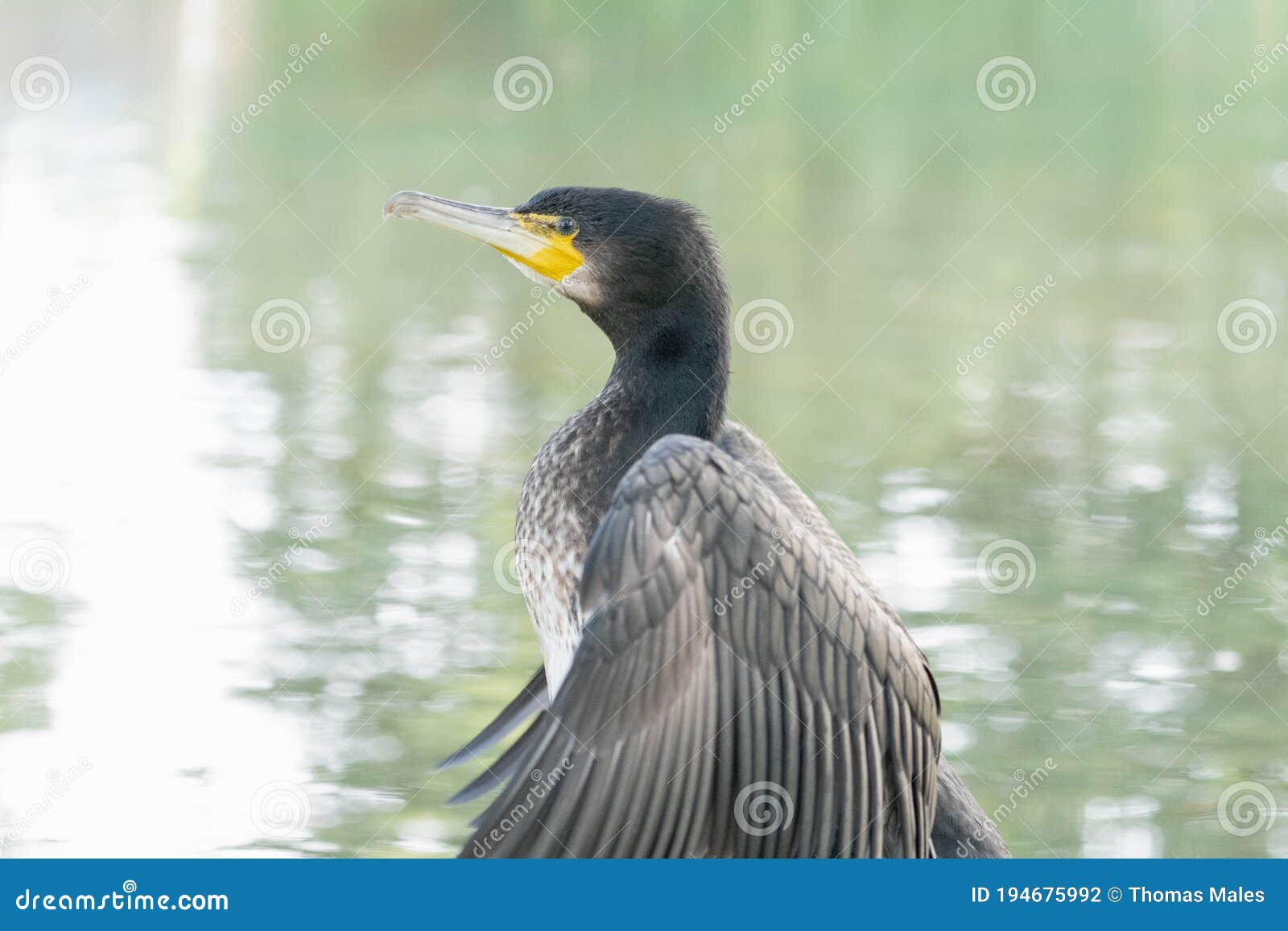 Great cormorant stock photo. Image of shore, wing, feather - 194675992