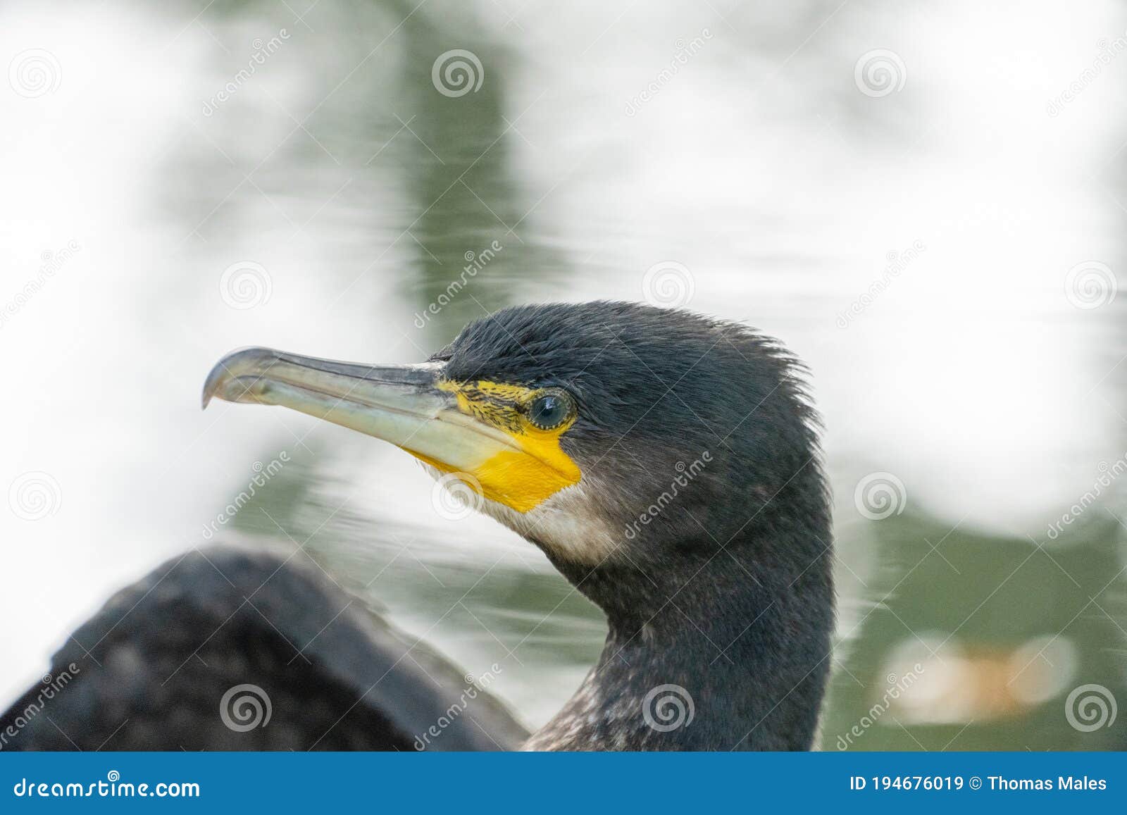 Great cormorant stock image. Image of flight, lake, phalacrocorax ...
