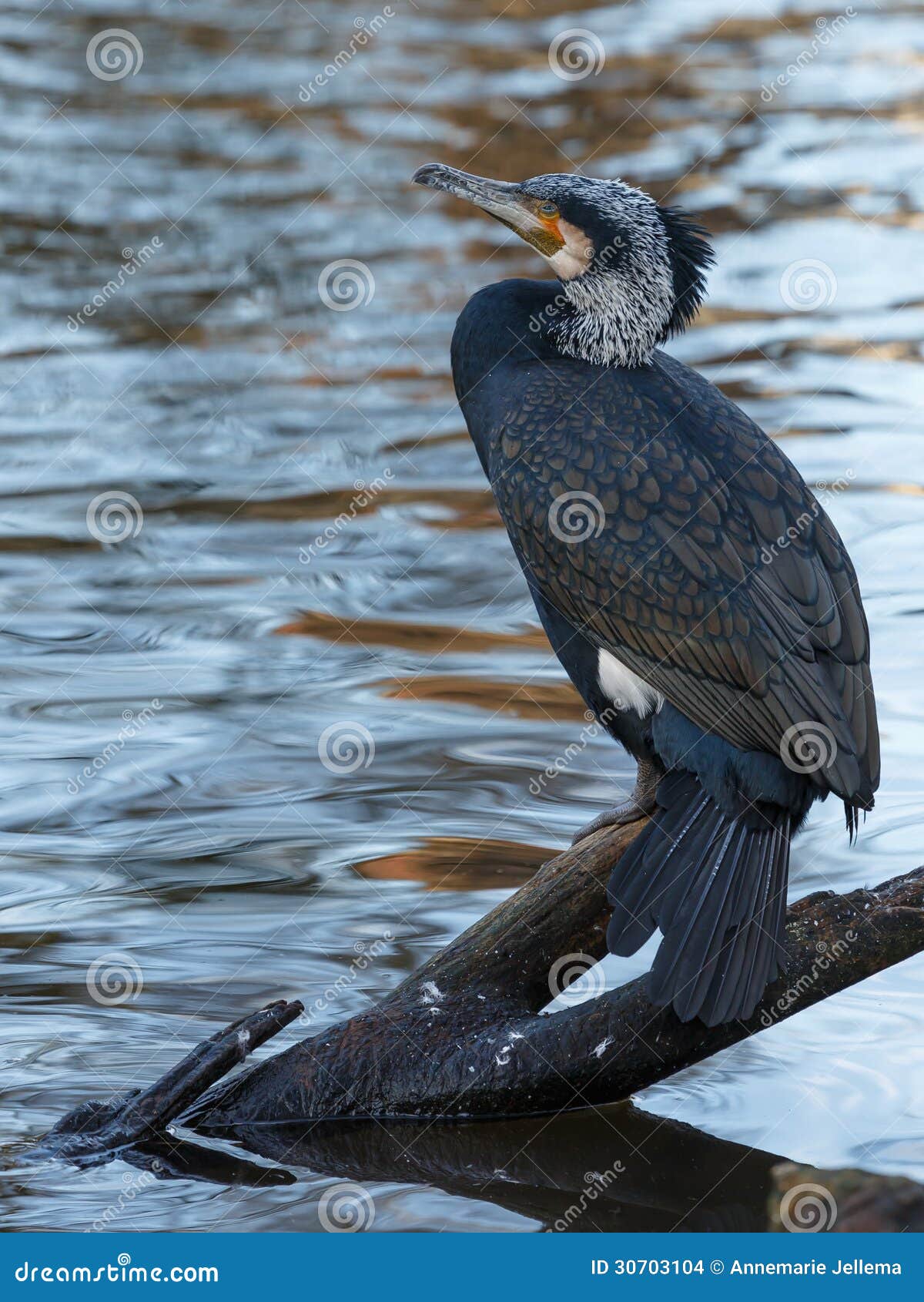 The Great Cormorant stock photo. Image of black, atlantic - 30703104