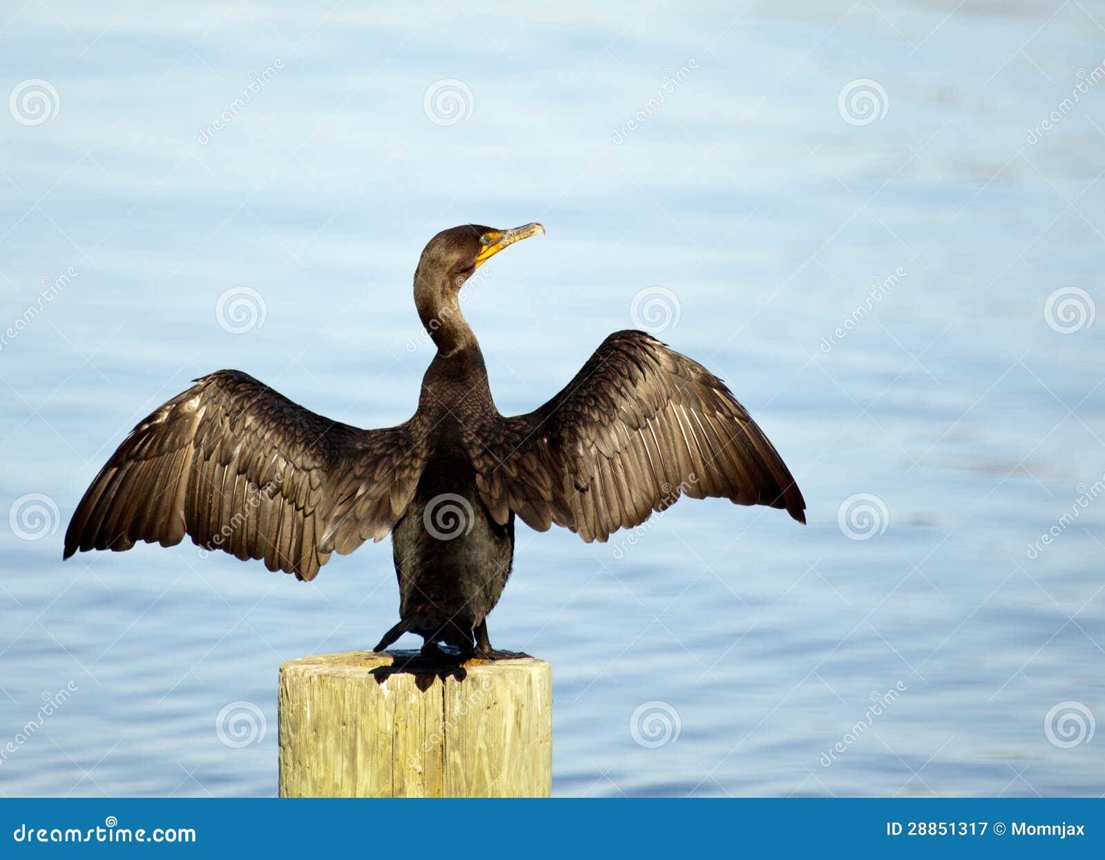 Great Cormorant Spreadings Its Wings Stock Image - Image of ...