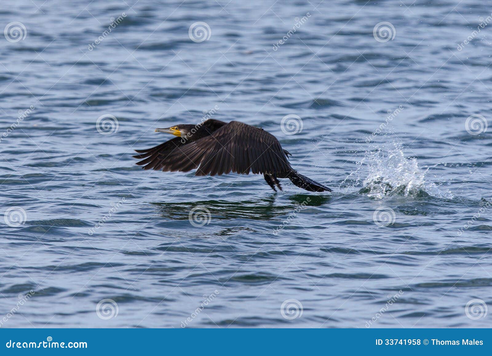 Great cormorant taking off stock photo. Image of grey - 33741958