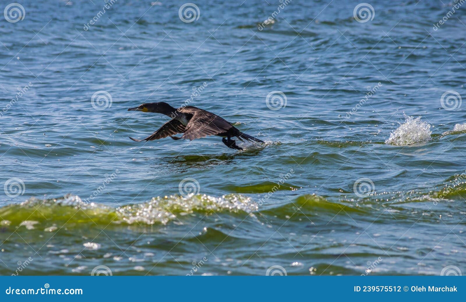 A Great Cormorant Taking Off from a Lake S Surface Stock Photo - Image ...