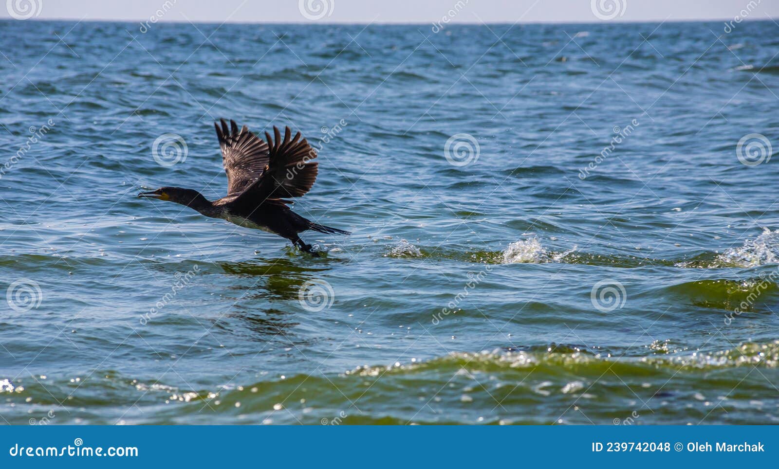 A Great Cormorant Taking Off from a Lake S Surface Stock Photo - Image ...