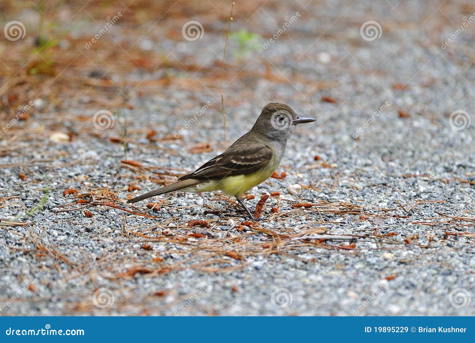 Great Crested Flycatcher stock image. Image of nature - 19895229