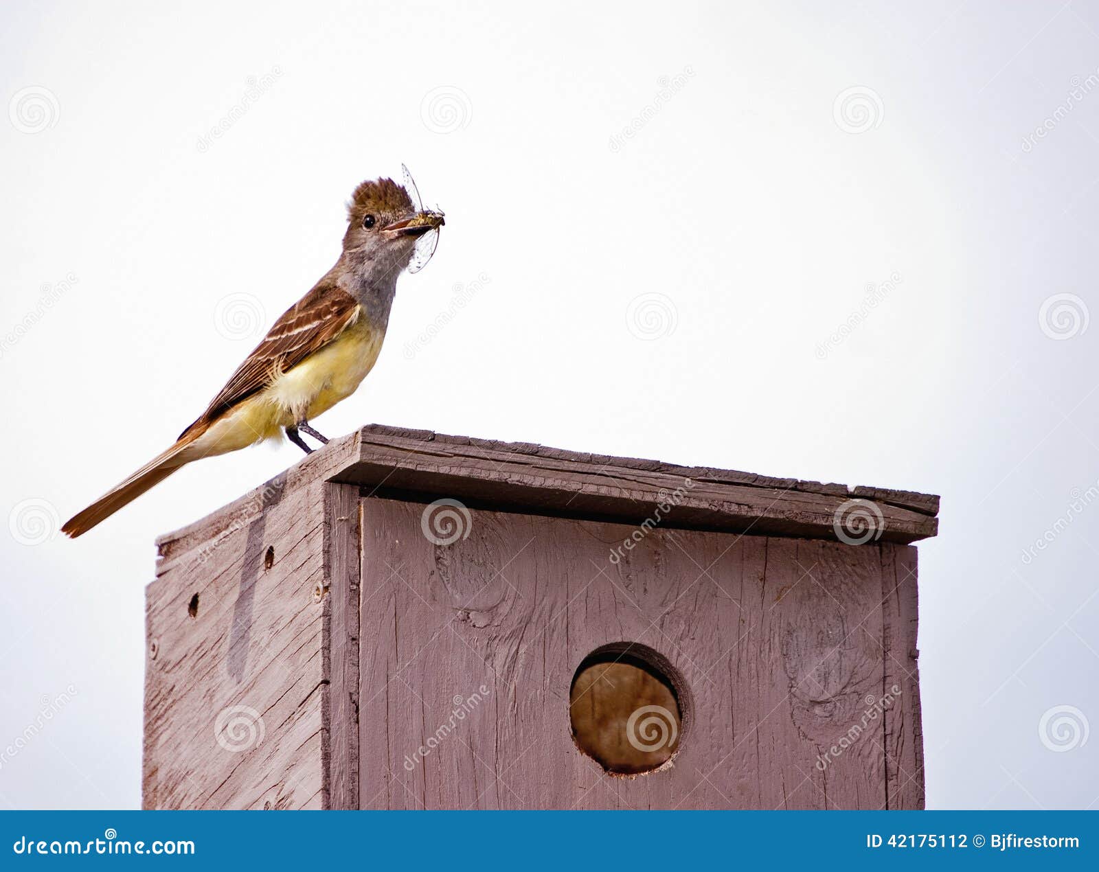 Great Crested Flycatcher stock photo. Image of feather - 42175112