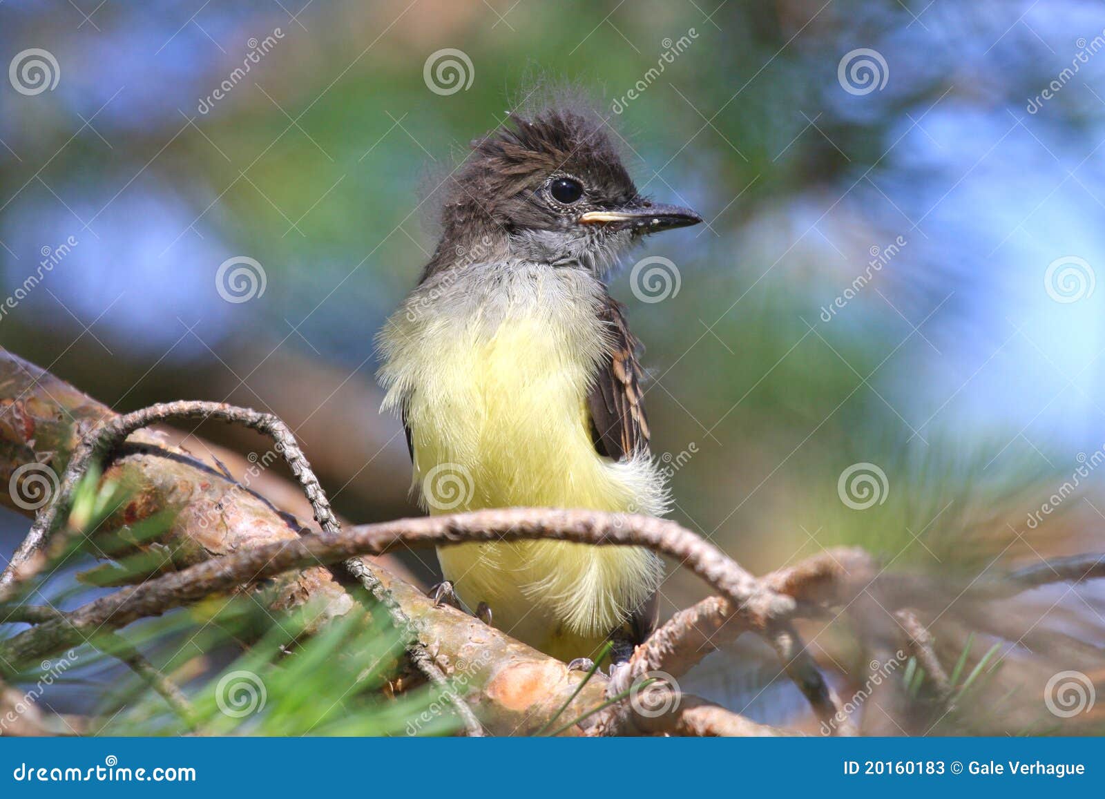 Great Crested Flycatcher Fledgling Stock Image - Image of beak, birder ...
