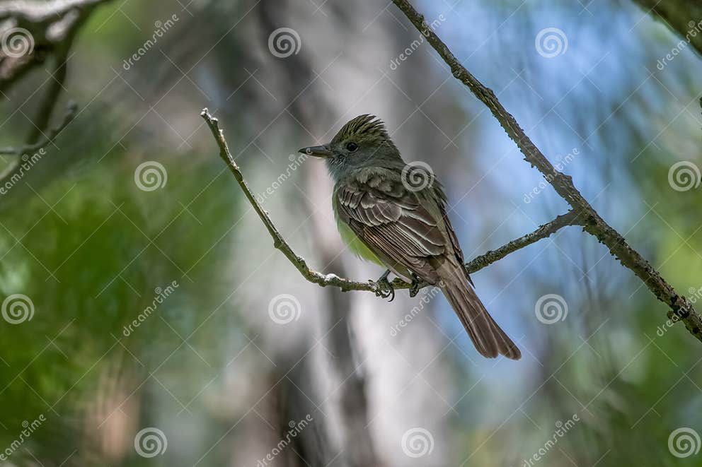 A Great Crested Flycatcher Perched on Small Branch Stock Image - Image ...