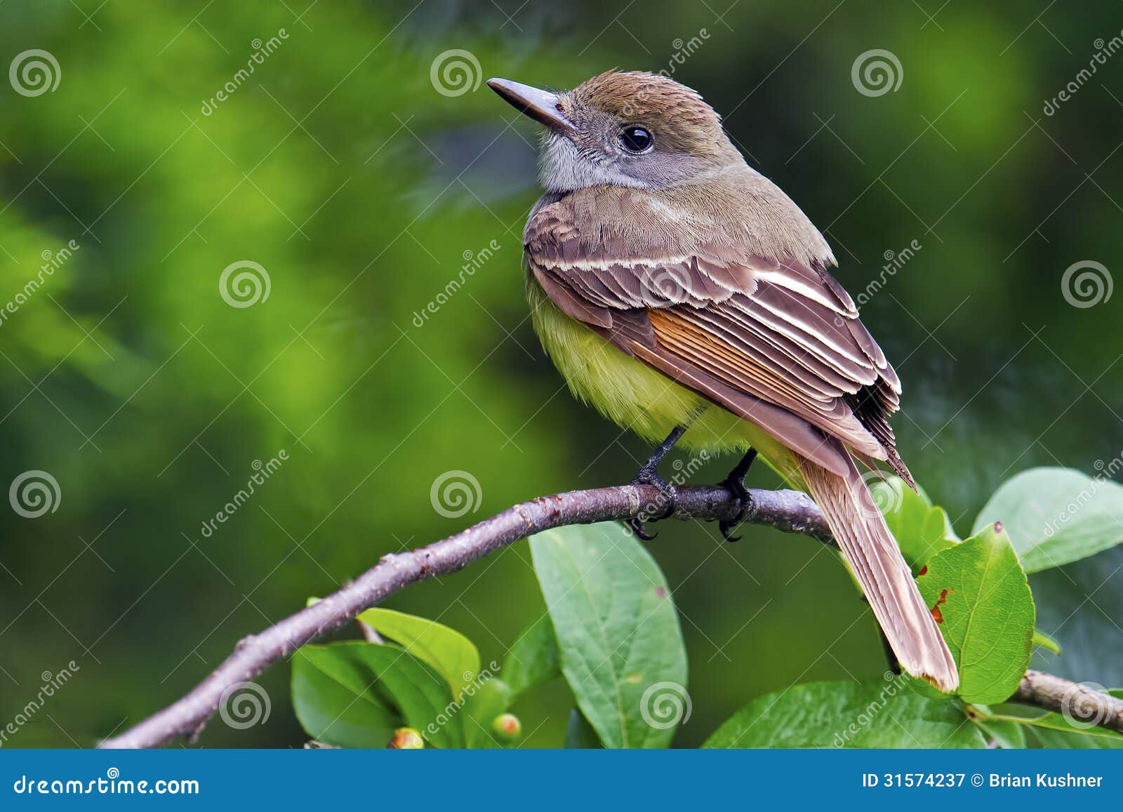 Great-Crested Flycatcher stock image. Image of avian - 31574237