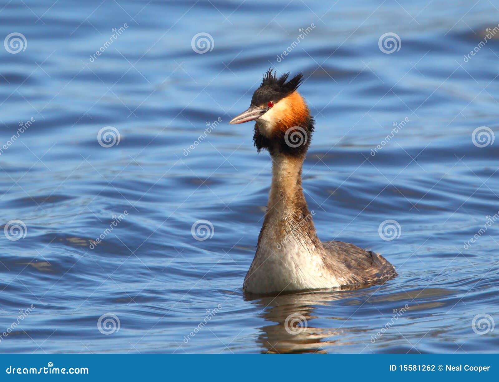 Great Crested Grebe stock photo. Image of cape, bird - 15581262