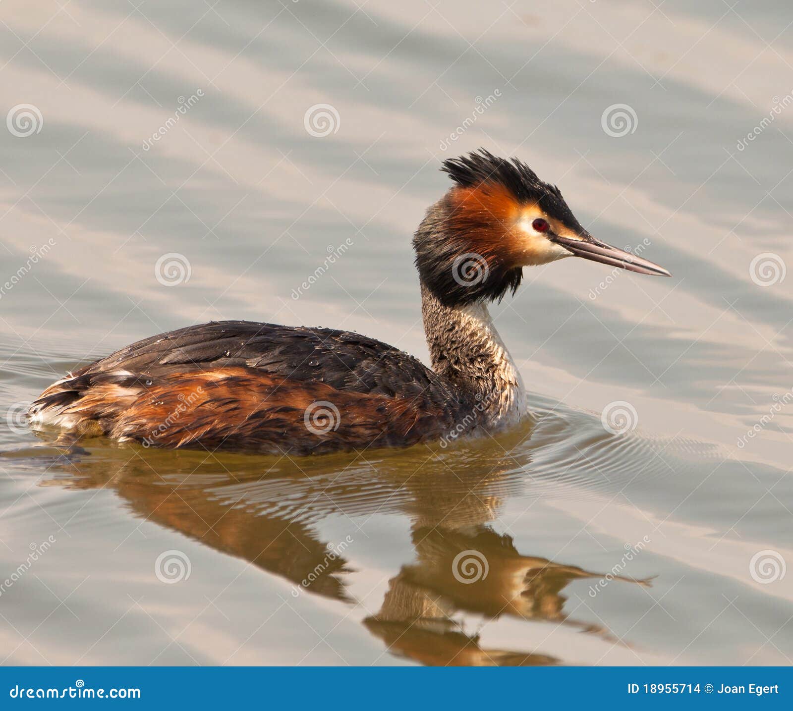 Great Crested Grebe stock photo. Image of male, crested - 18955714