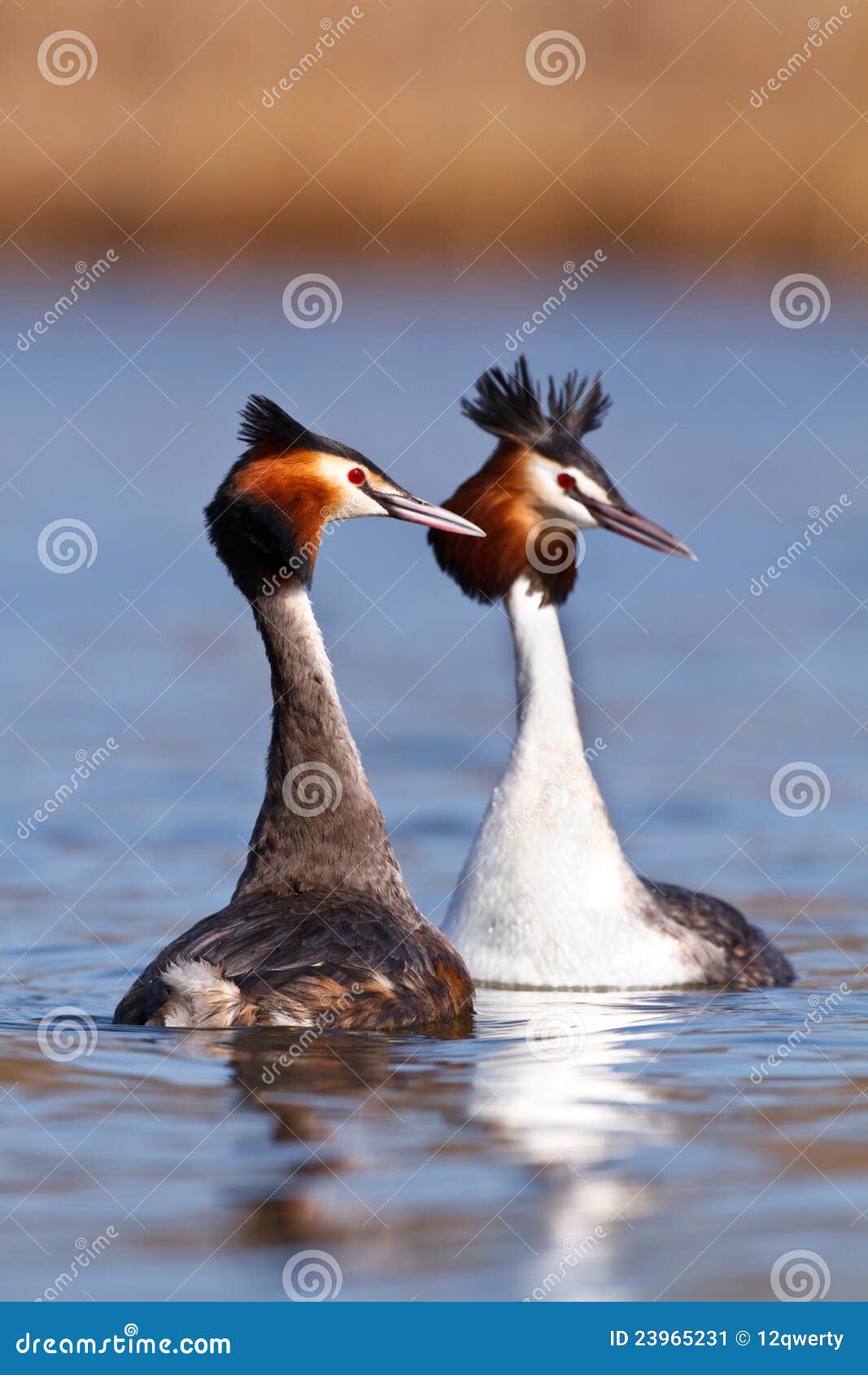 Great crested grebe stock image. Image of grebe, love - 23965231