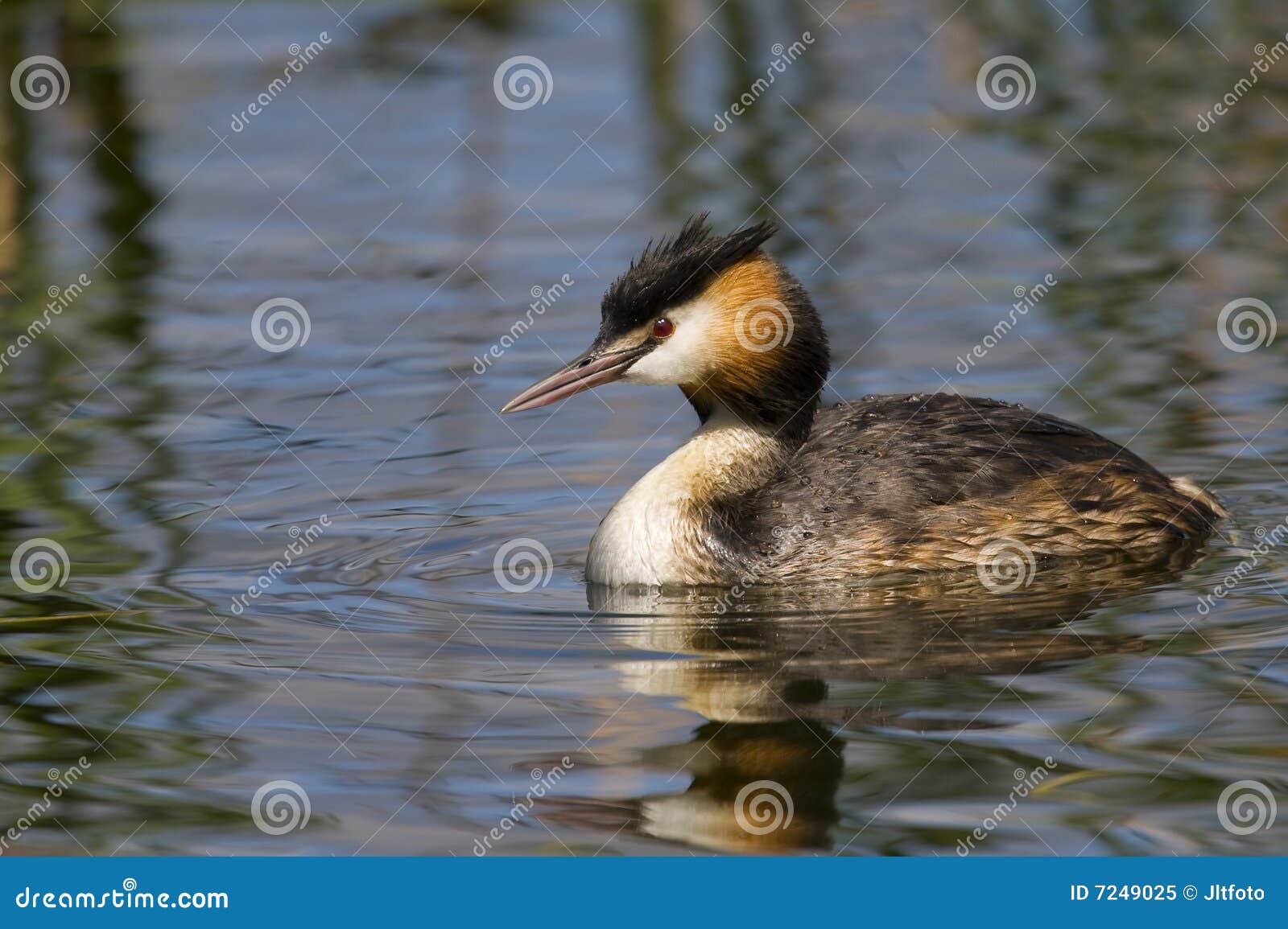 Great crested Grebe stock image. Image of river, edge - 7249025