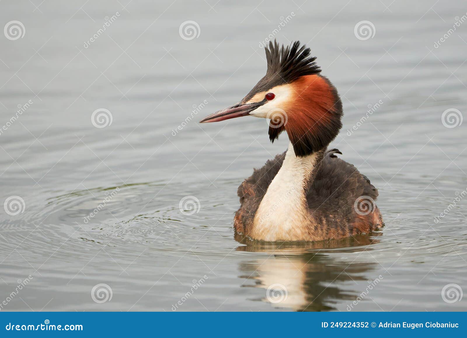 Great Crested Grebe Bird Close-up Stock Photo - Image of beauty, close ...