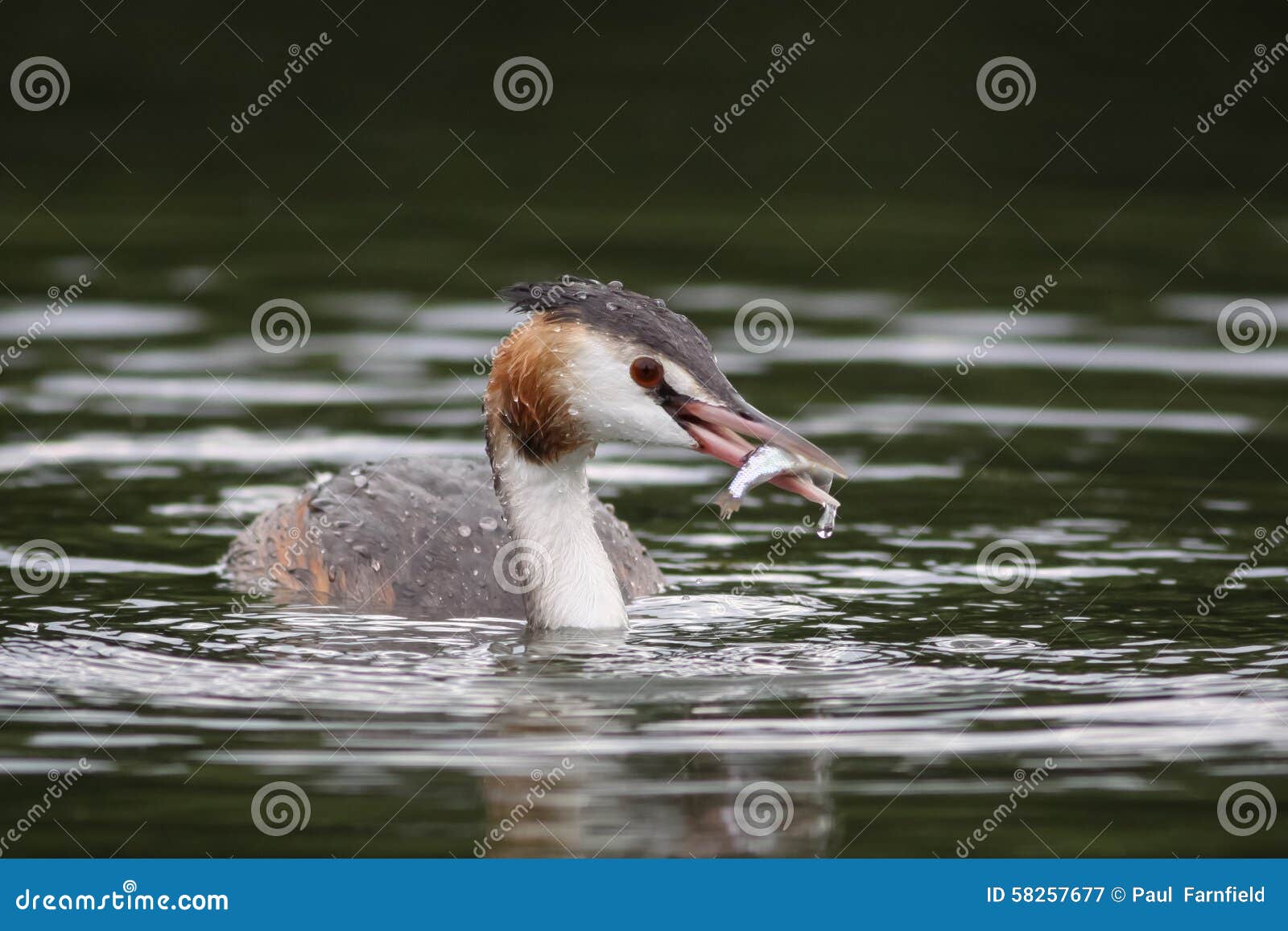 Great Crested Grebe stock image. Image of cristatus, crested - 58257677