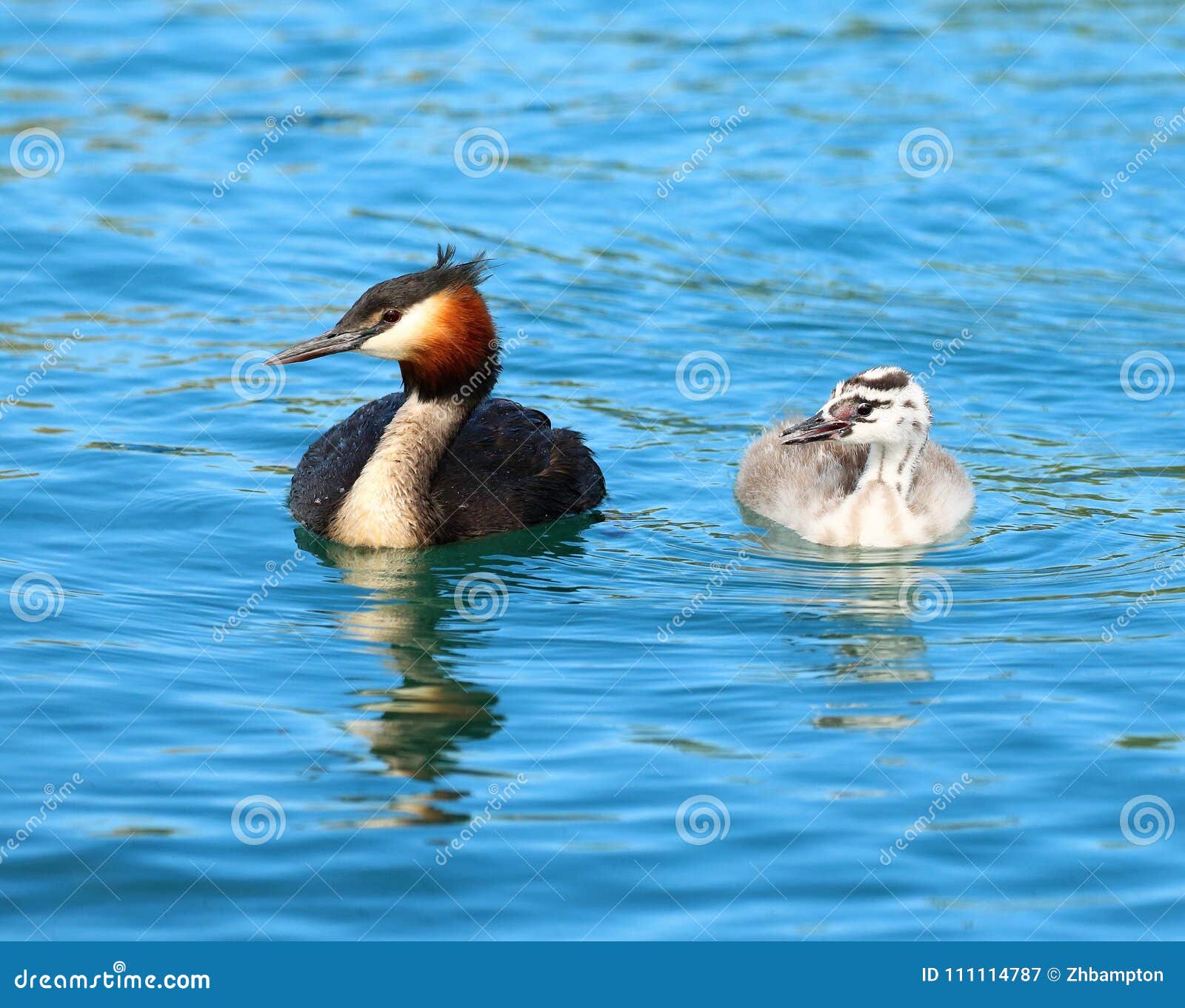 Great Crested Grebe and Chick in Bright Blue Water Stock Image - Image ...
