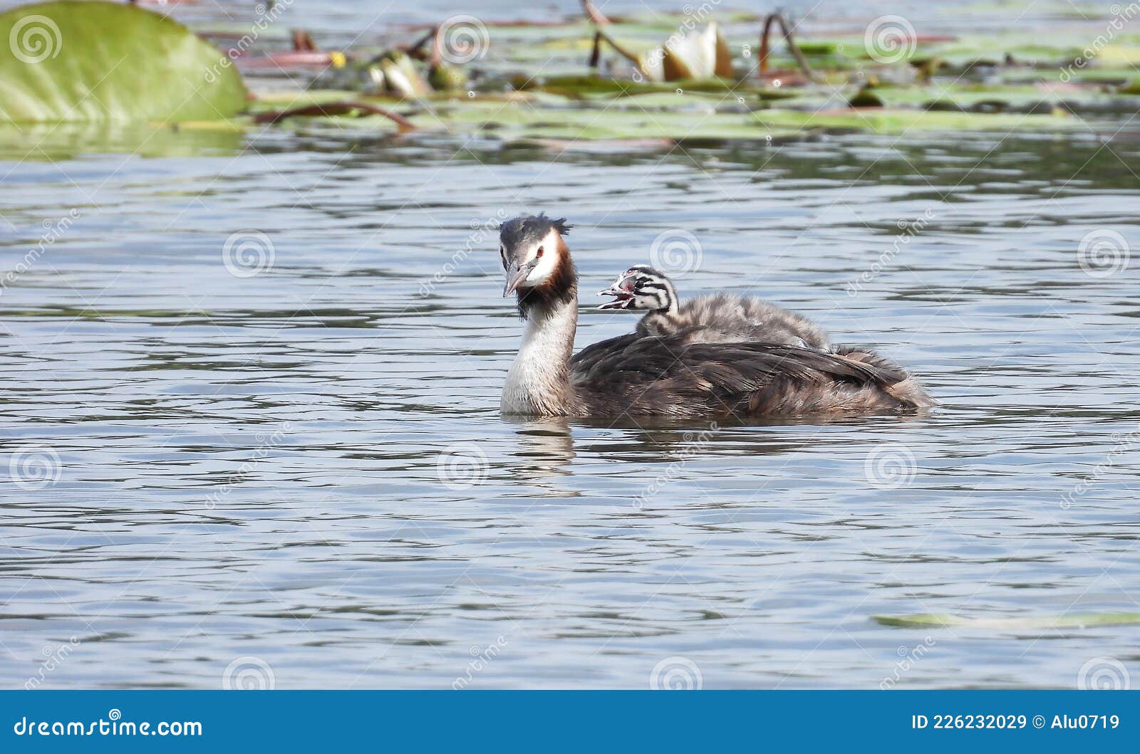Great Crested Grebe with a Chick Stock Image - Image of podiceps ...
