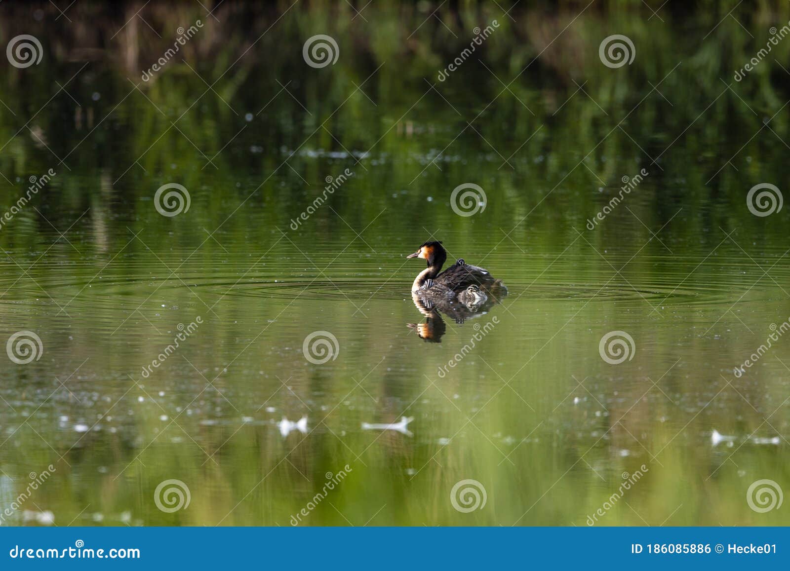 Great Crested Grebe with Chicks Stock Photo - Image of duck, ducks ...