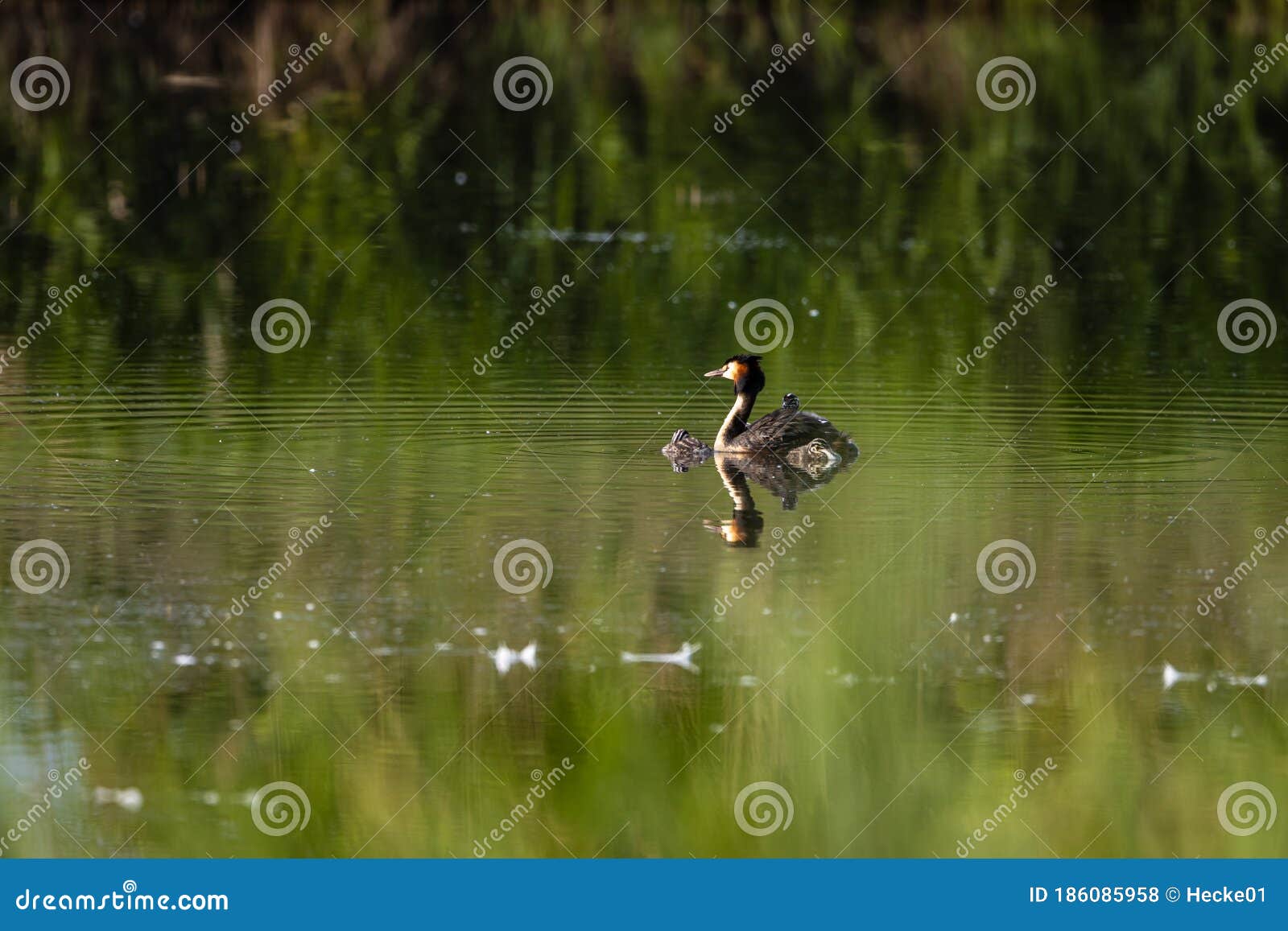 Great Crested Grebe with Chicks Stock Photo - Image of wildlife, pond ...