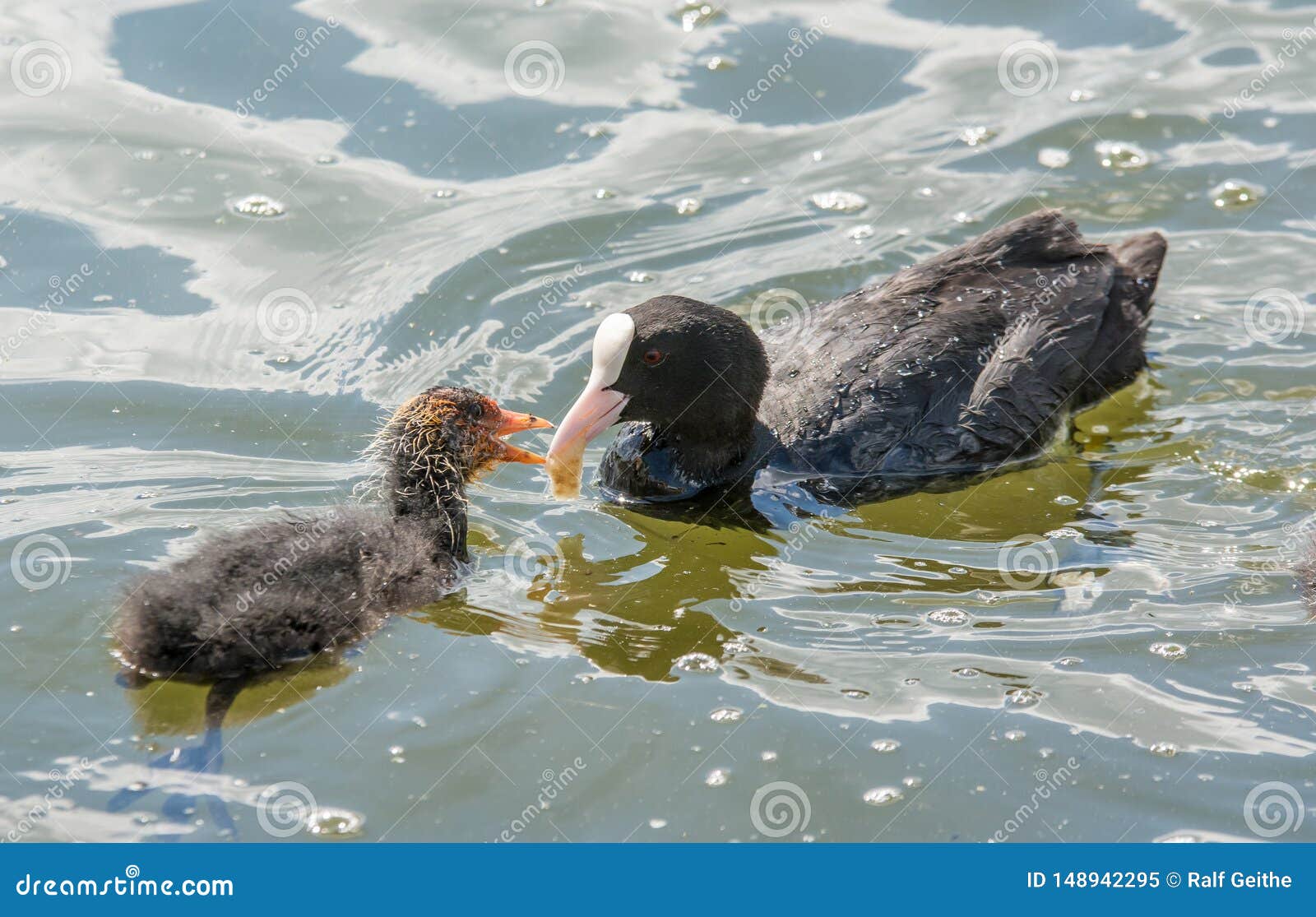 Great Crested Grebe with Chicks in the Water Stock Image - Image of ...