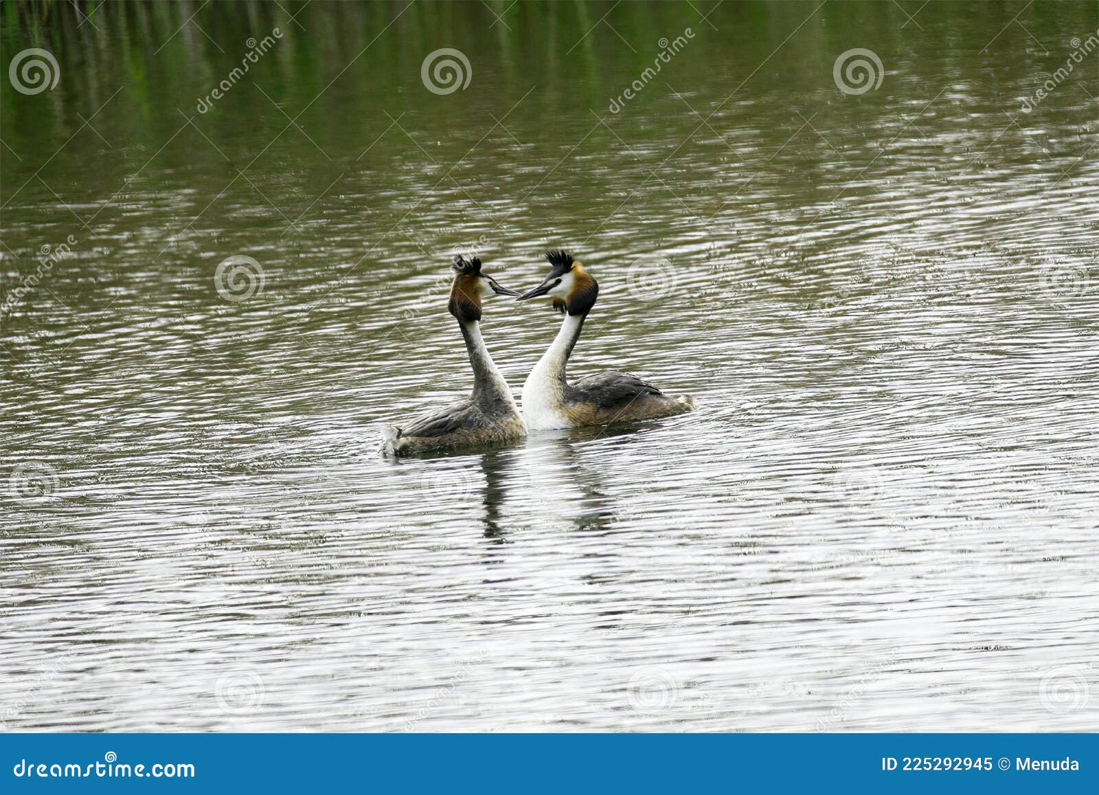 Great Crested Grebe Courtship Dance Stock Image - Image of display ...