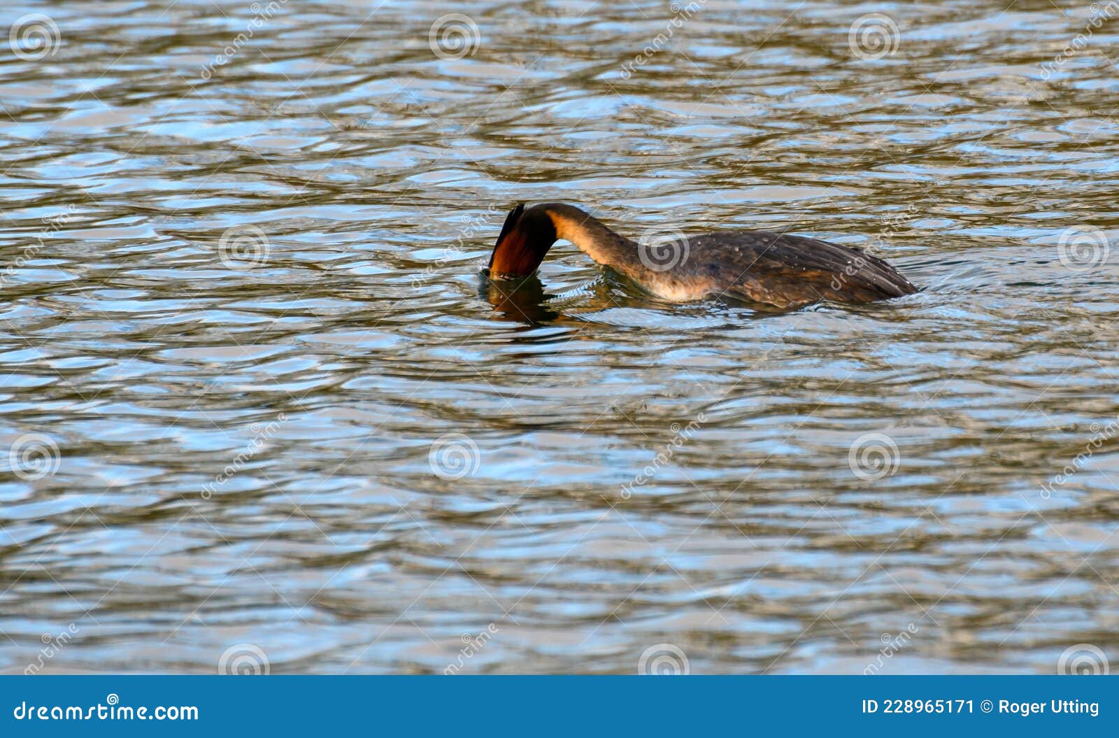 Great Crested Grebe diving stock image. Image of grebe - 228965171