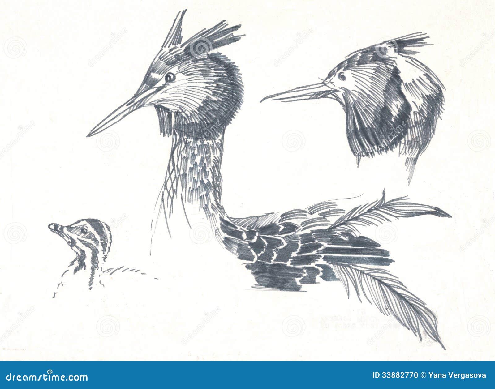 Great Crested Grebe Drawing Stock Illustration - Illustration of ...