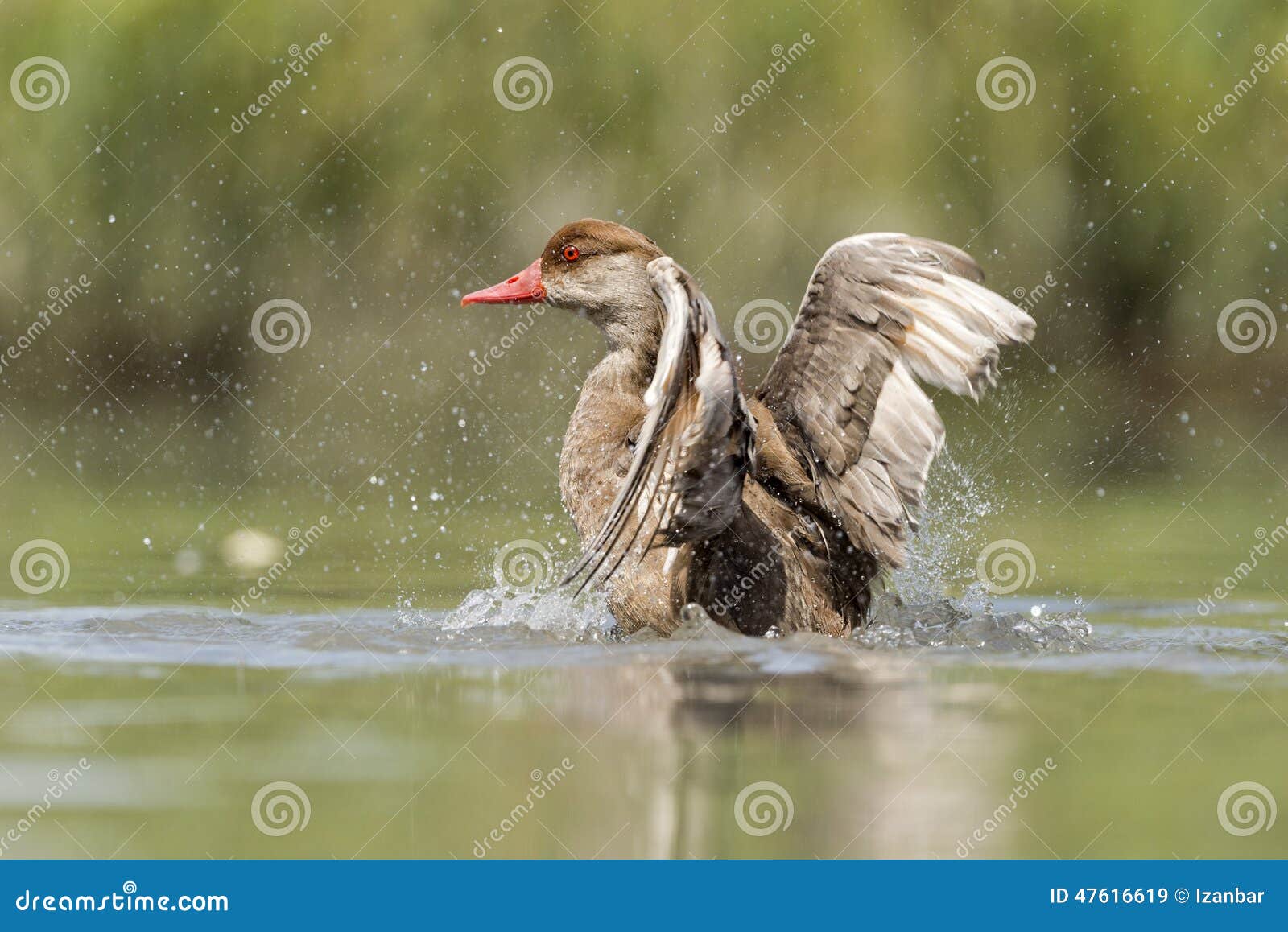 Great Crested Grebe Duck while Splashing Stock Image - Image of beak ...
