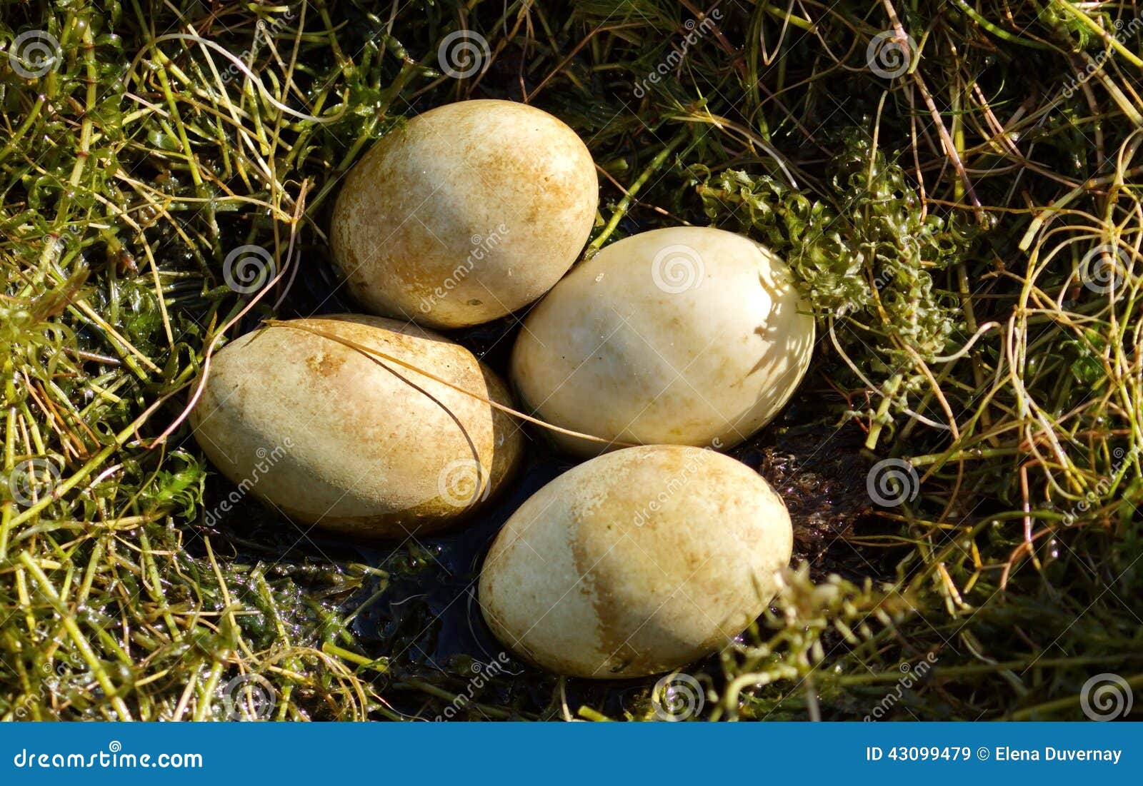 Great Crested Grebe Ducks, Podiceps Cristatus, Stock Image - Image of ...
