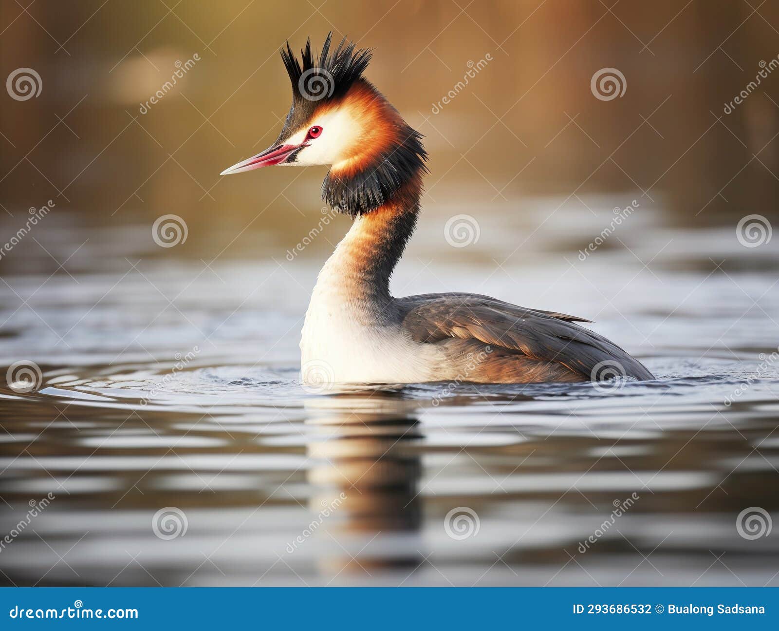 Great crested grebe stock illustration. Illustration of crest - 293686532