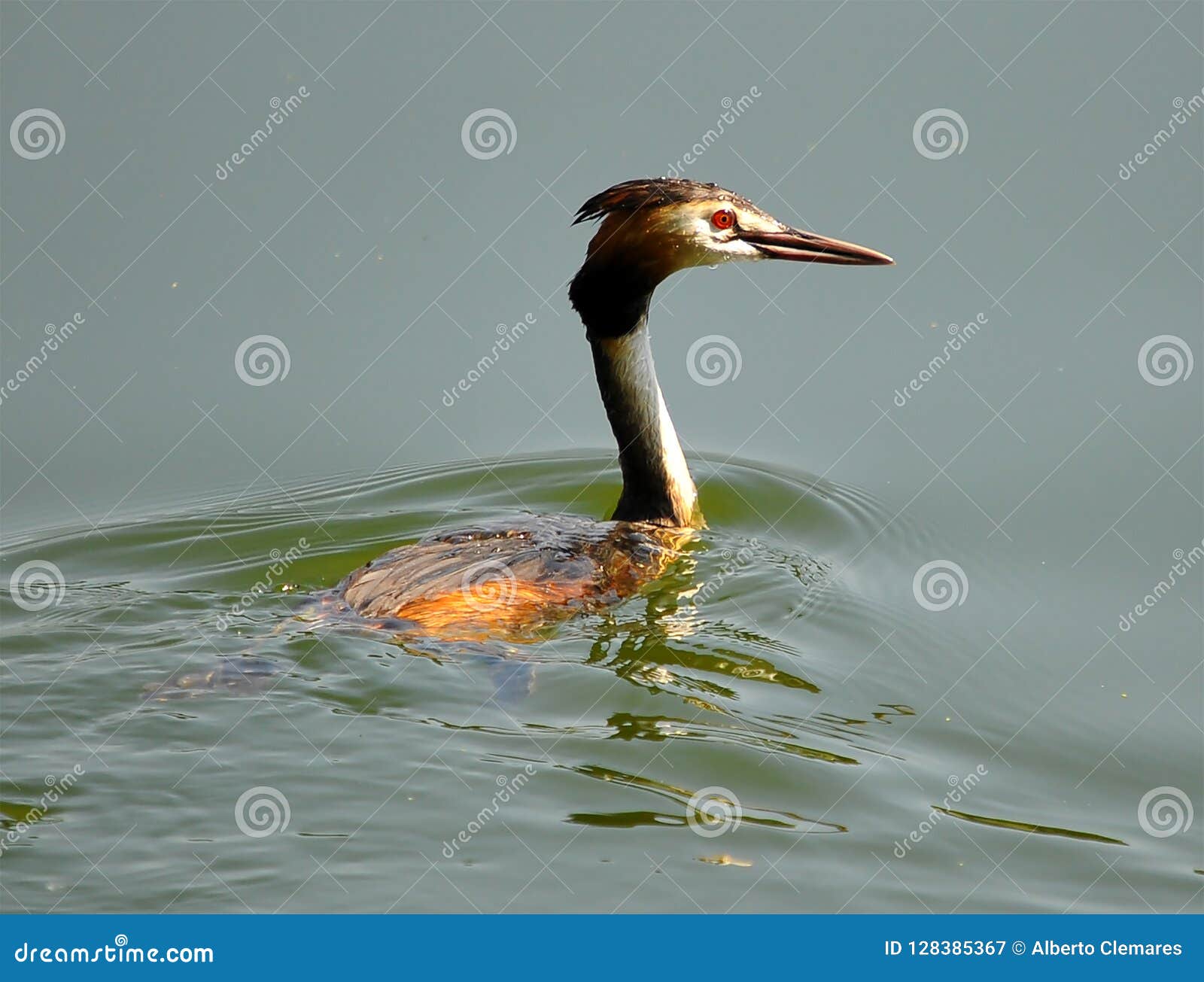 Great Crested Grebe in the Lake Stock Image - Image of head, natural ...