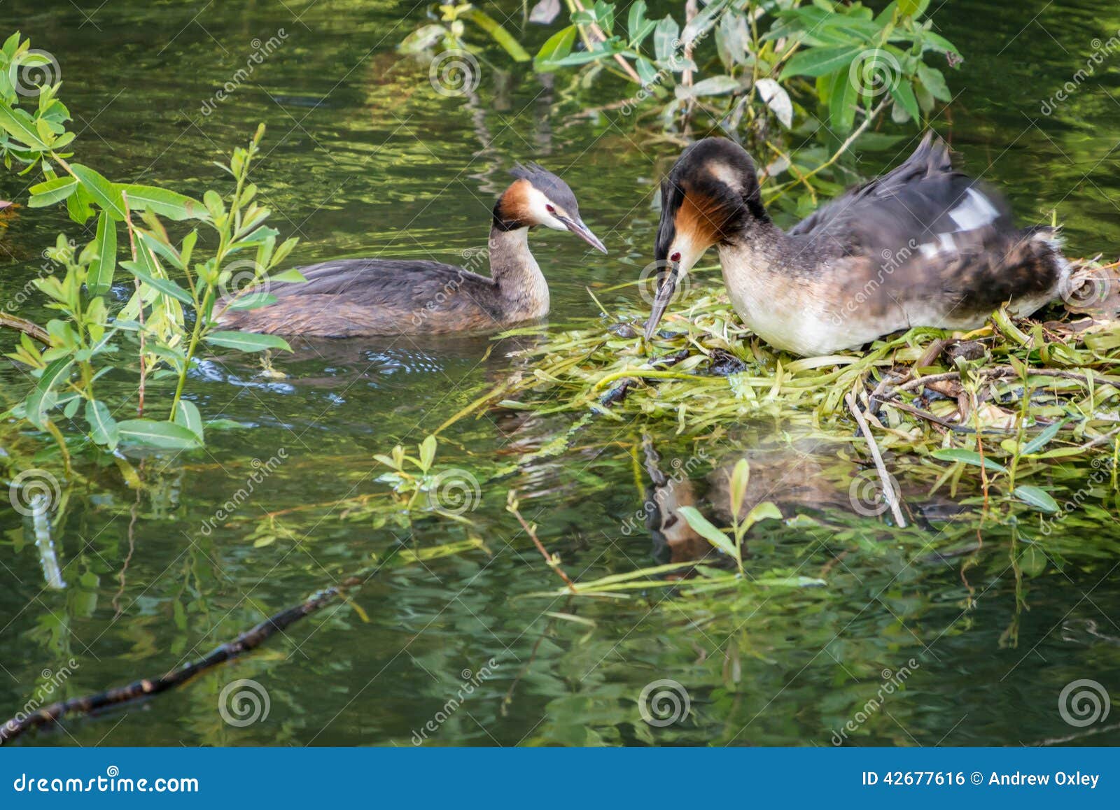 Great Crested Grebe and Nest Stock Photo - Image of female, podiceps ...