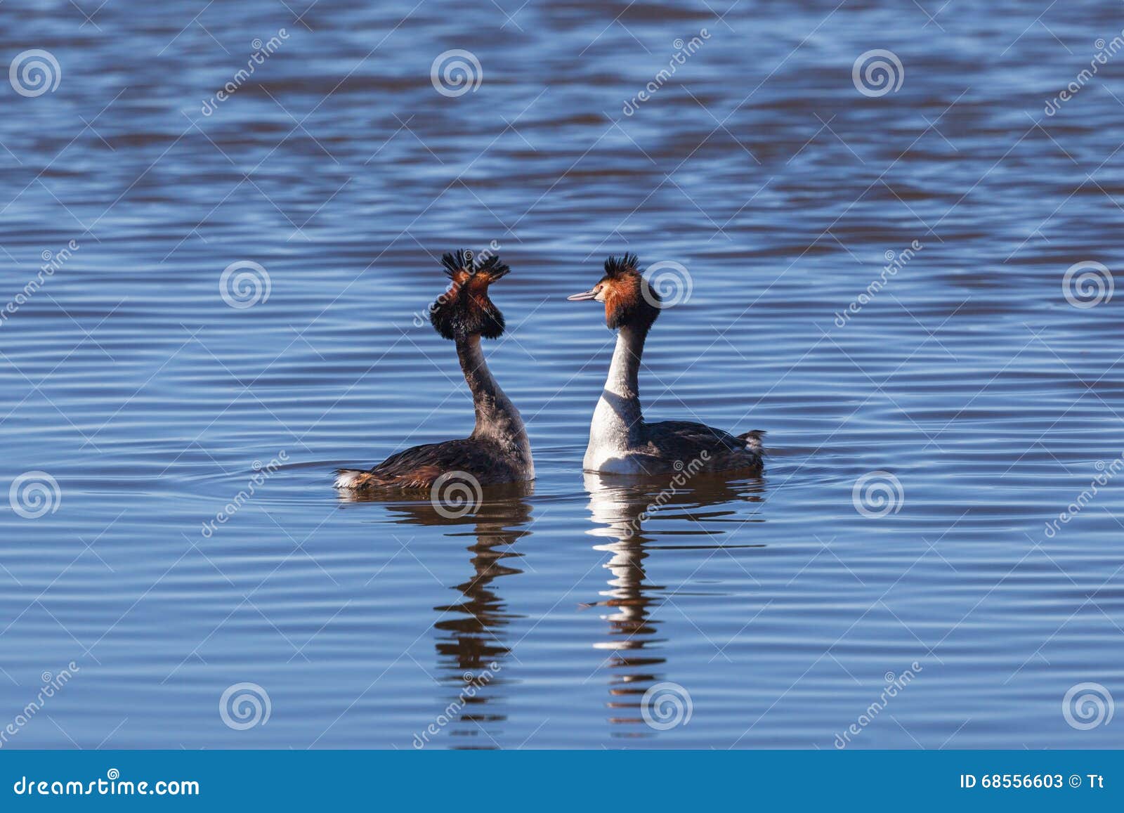 Great Crested Grebe stock image. Image of blue, grebe - 68556603