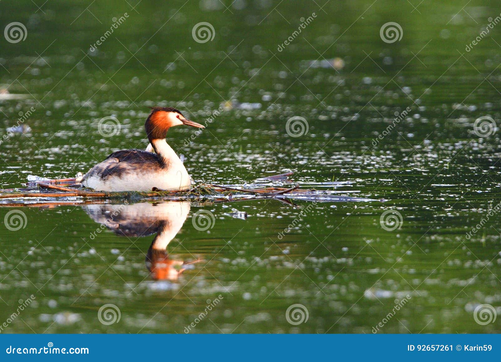 Great crested grebe stock image. Image of water, nature - 92657261