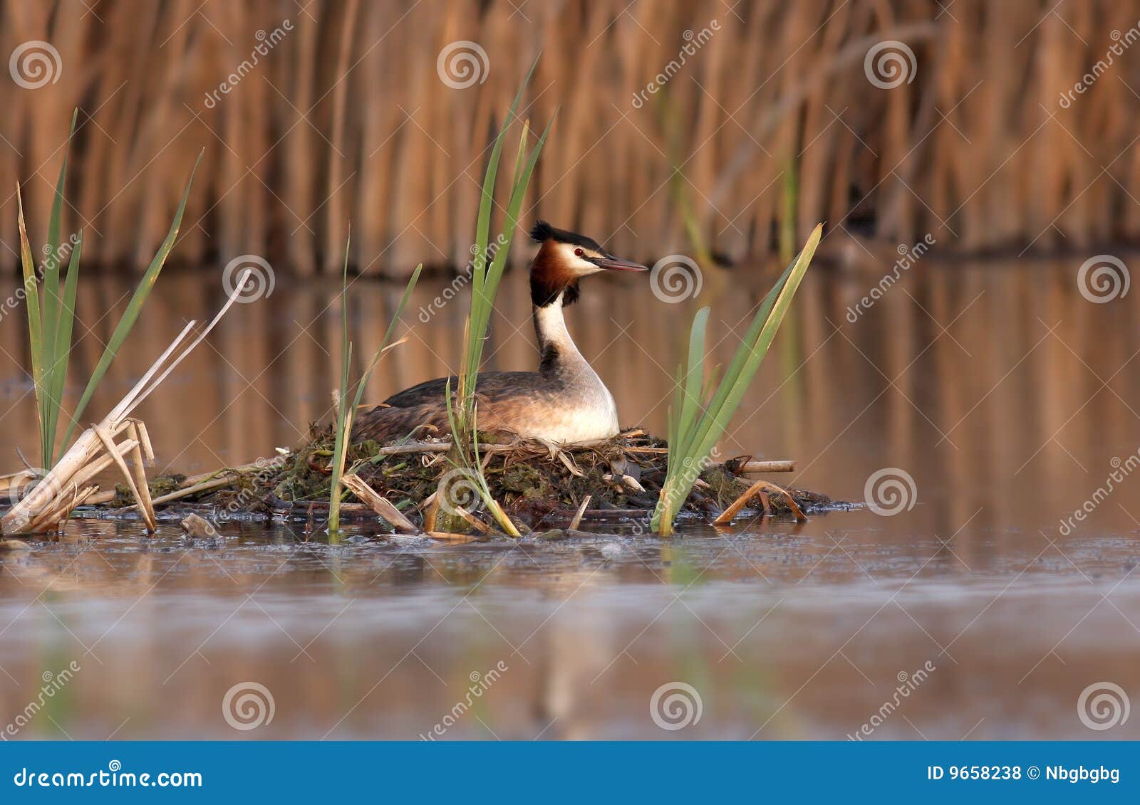 Podiceps Cristatus Great Crested Grebe Stock Image | CartoonDealer.com ...