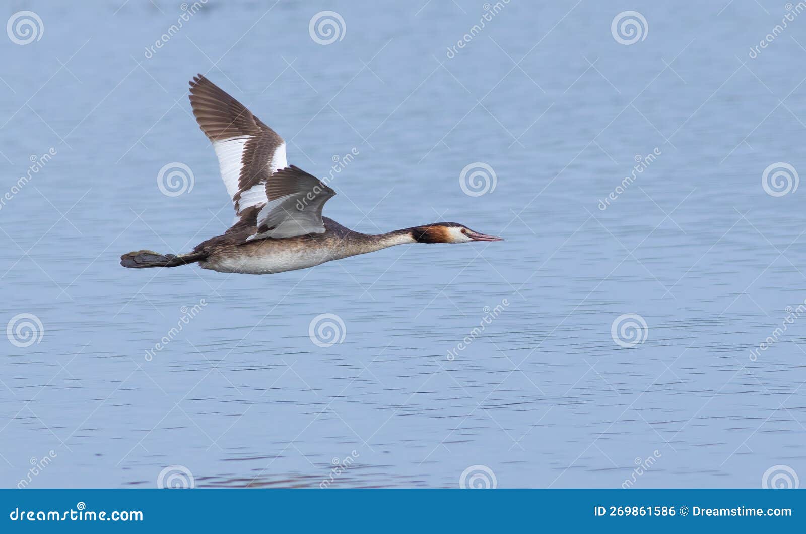 Great Crested Grebe, Podiceps Cristatus. a Bird Flies Low Over the ...